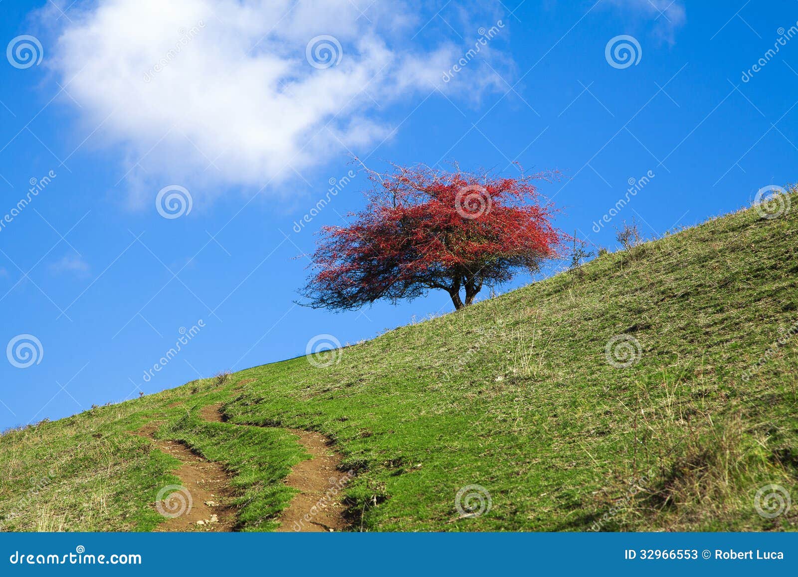 Beautiful red tree stock image. Image of bark, blue, countryside - 32966553