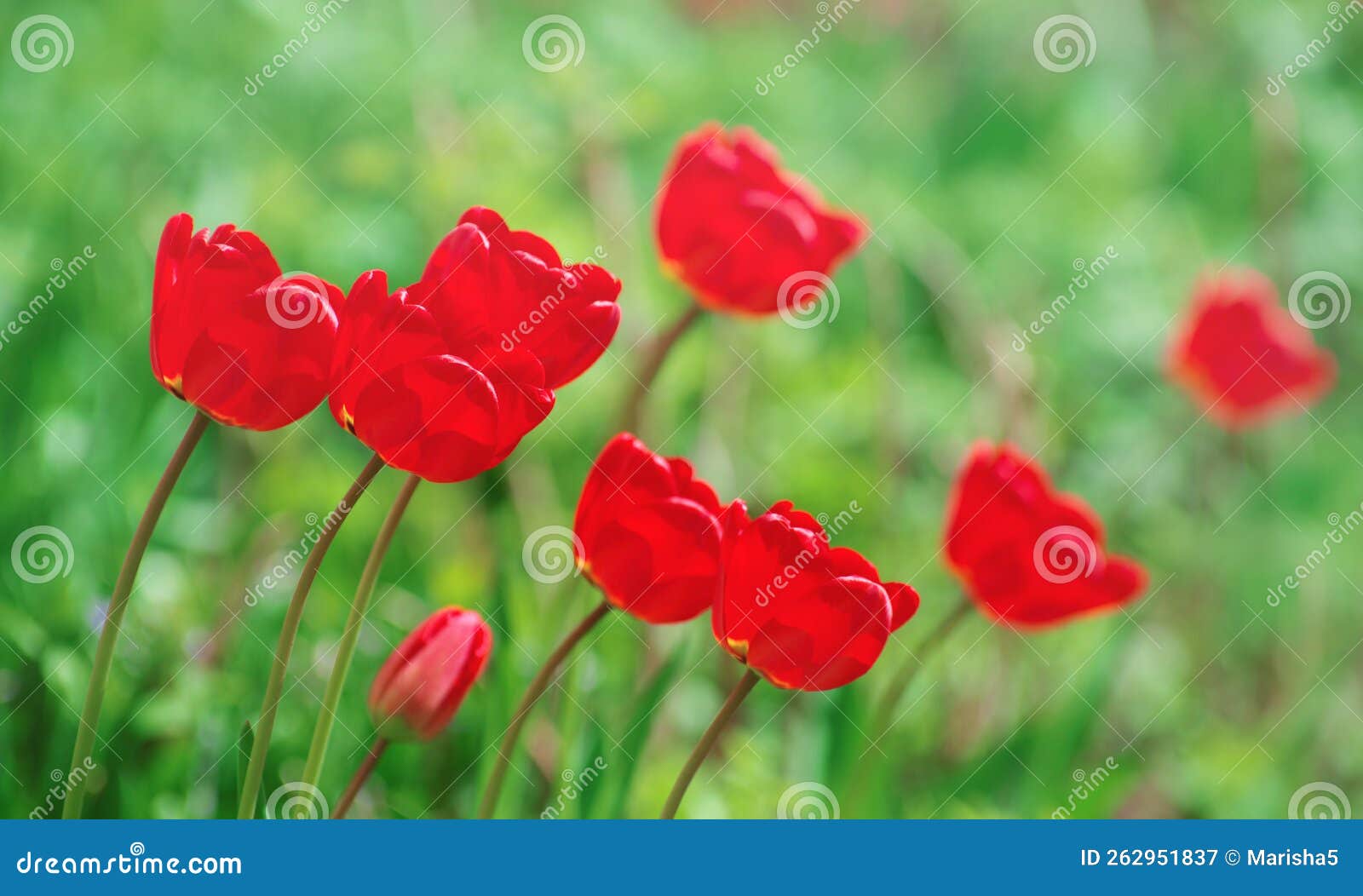 Beautiful Red Tulip Background Stock Image - Image of background ...