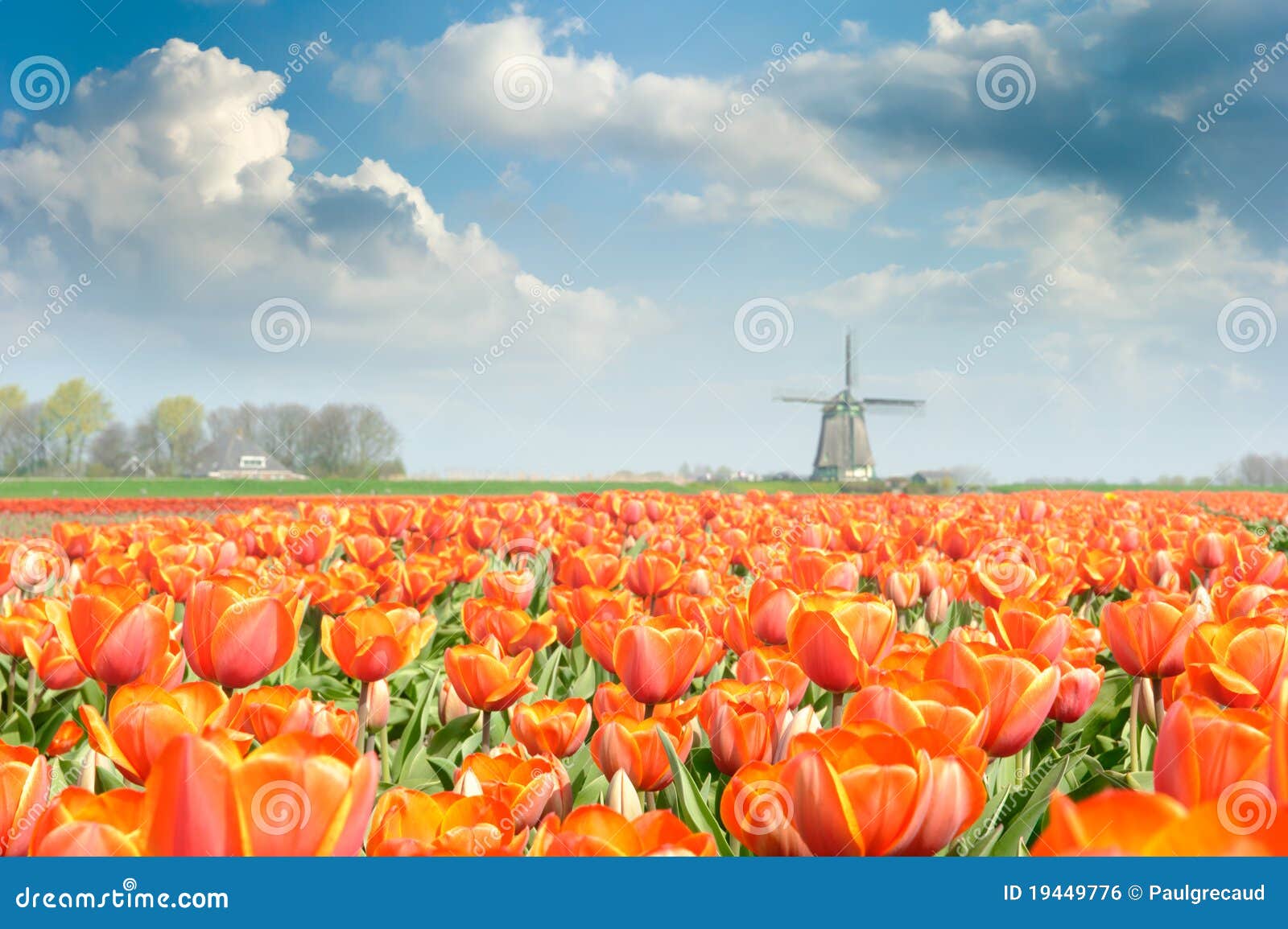 Beautiful red tulip field stock photo. Image of purple - 19449776