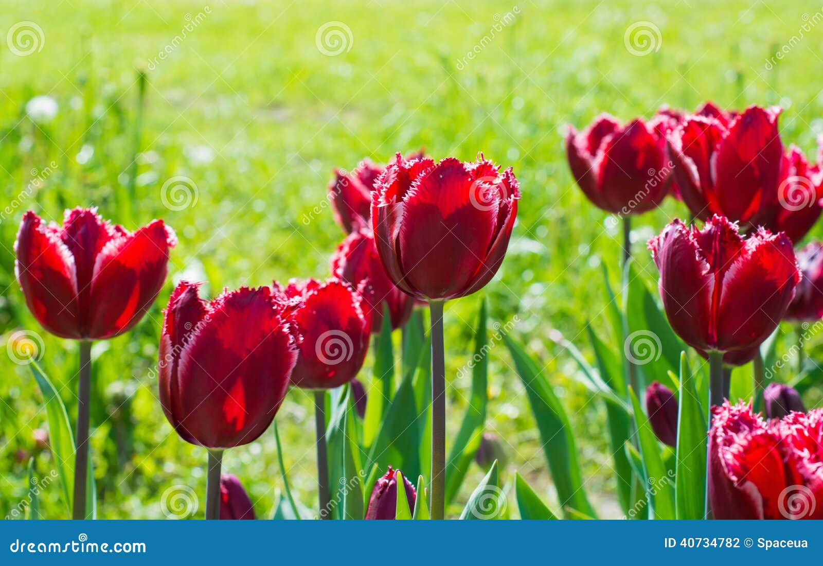 Beautiful Red Tulip Field Closeup Stock Photo - Image of green, park ...