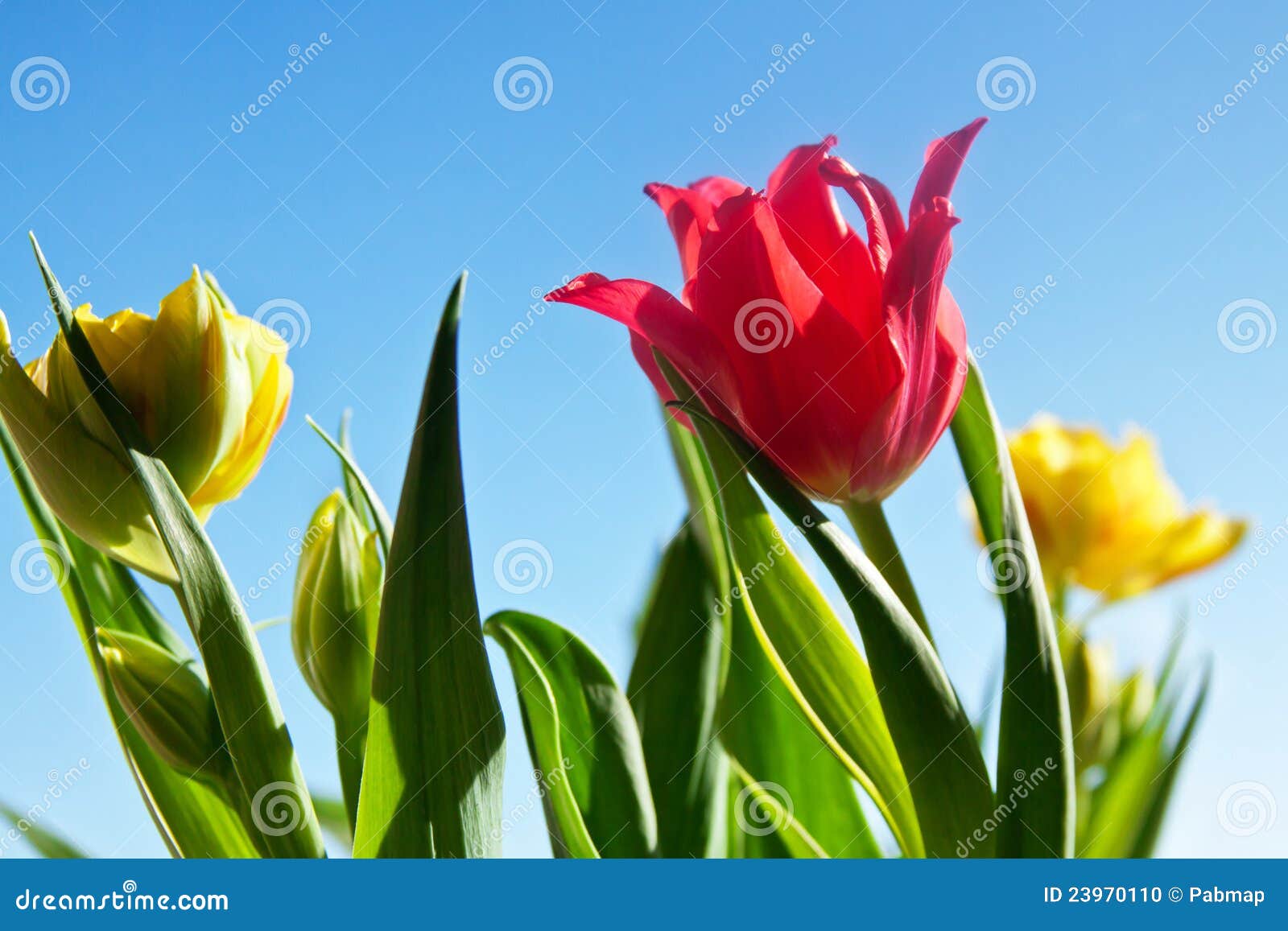 Beautiful red tulip flower stock photo. Image of nature - 23970110