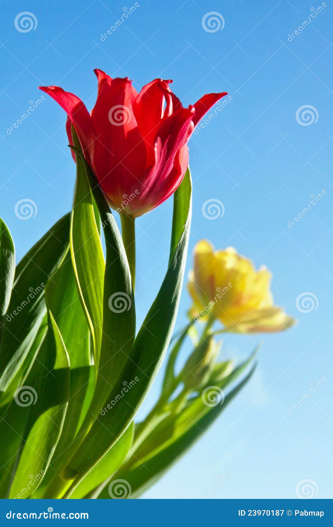 Beautiful red tulip flower stock image. Image of colorful - 23970187