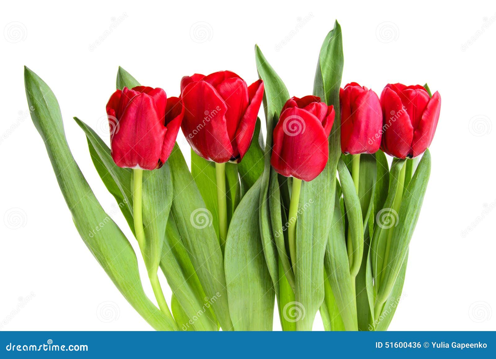 Beautiful Red Tulip. Isolated Stock Photo - Image of studio, space ...
