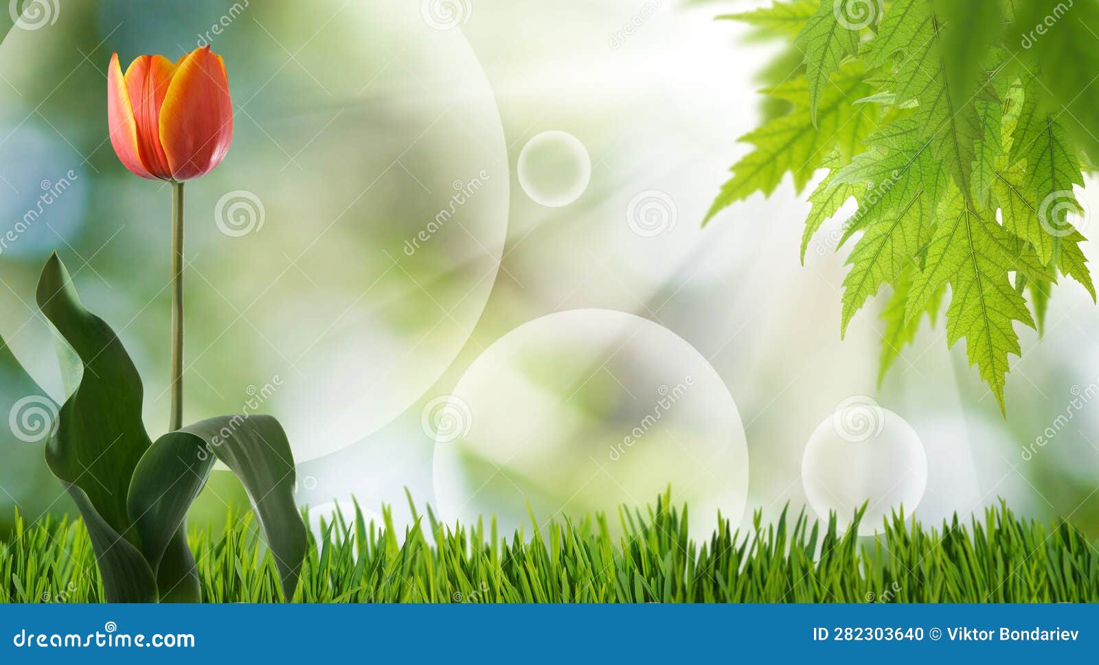 Beautiful Red Tulip and Maple Leaves on a Green Abstract Background ...