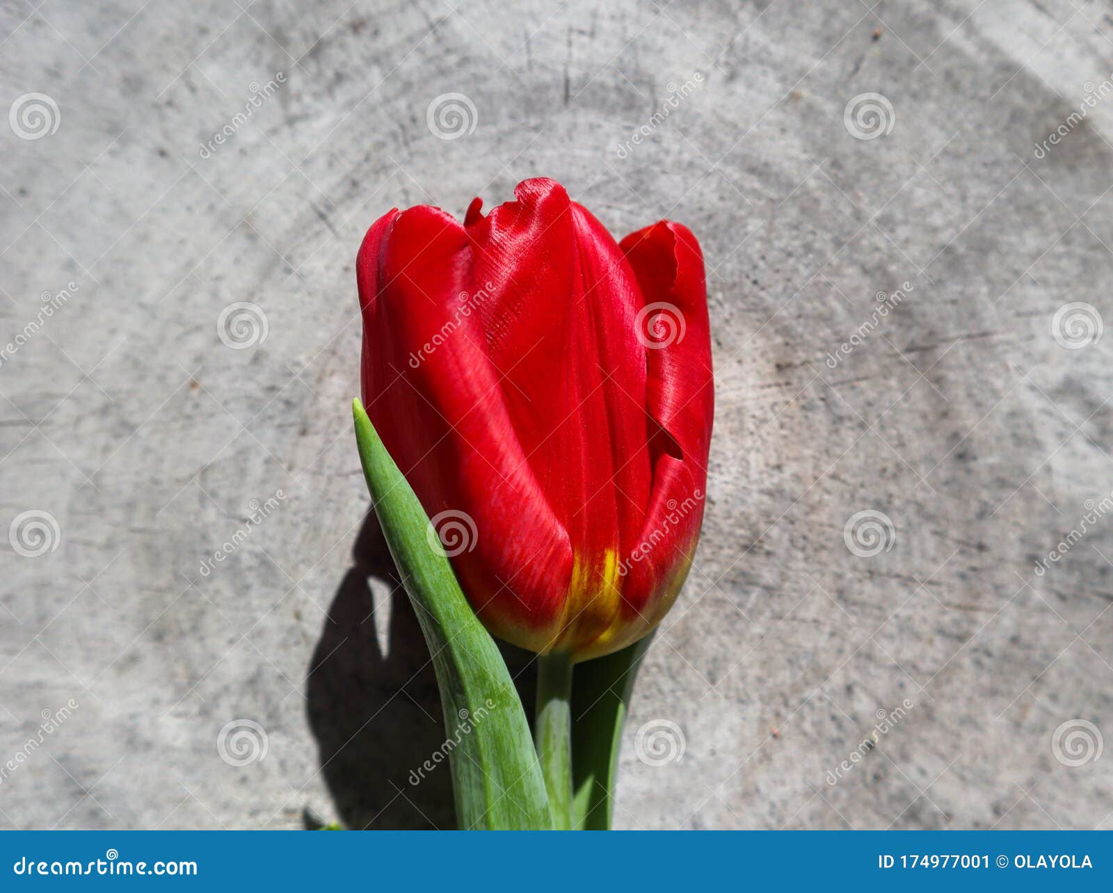 Beautiful Red Tulip on the Rough Surface of an Old Stump Stock Image ...