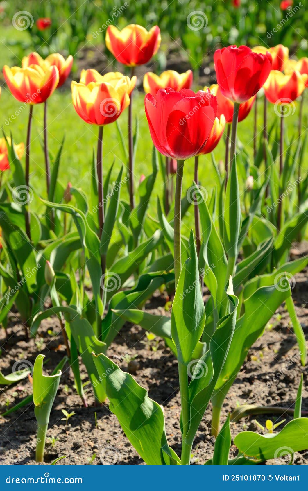 Beautiful red tulips stock photo. Image of color, aromatic - 25101070