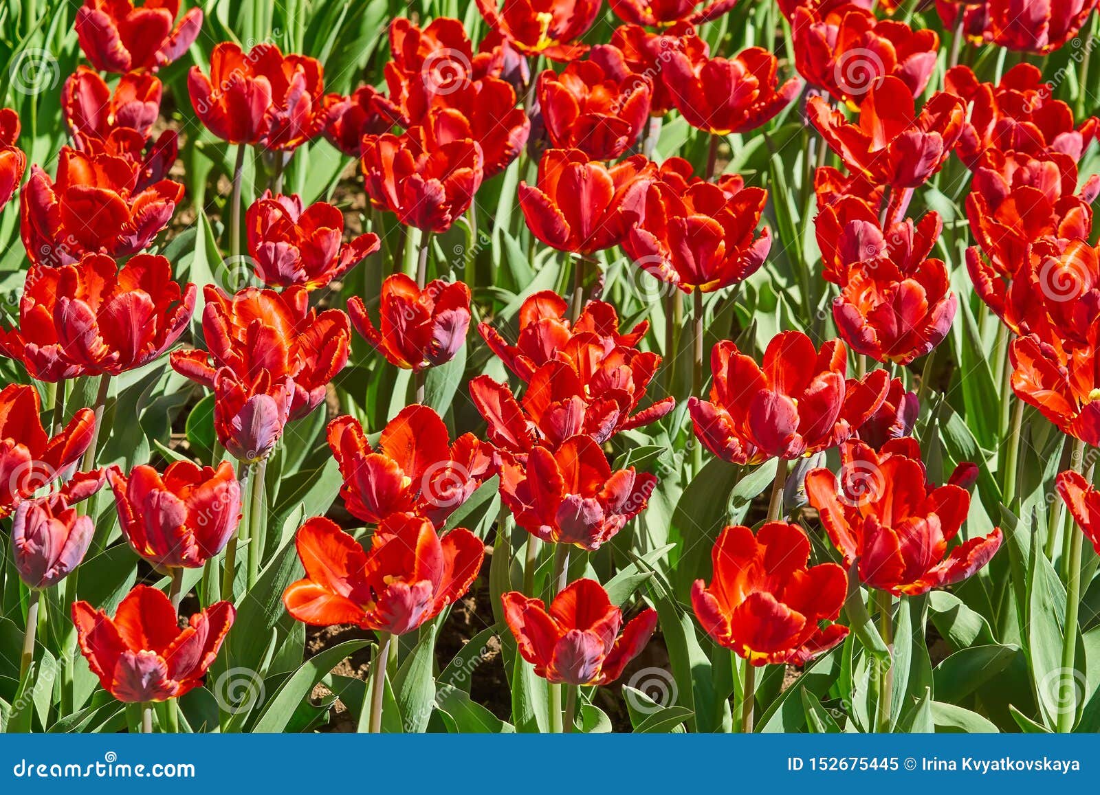 Beautiful Red Tulips Blossoming in the Garden in Spring. Bright Spring ...