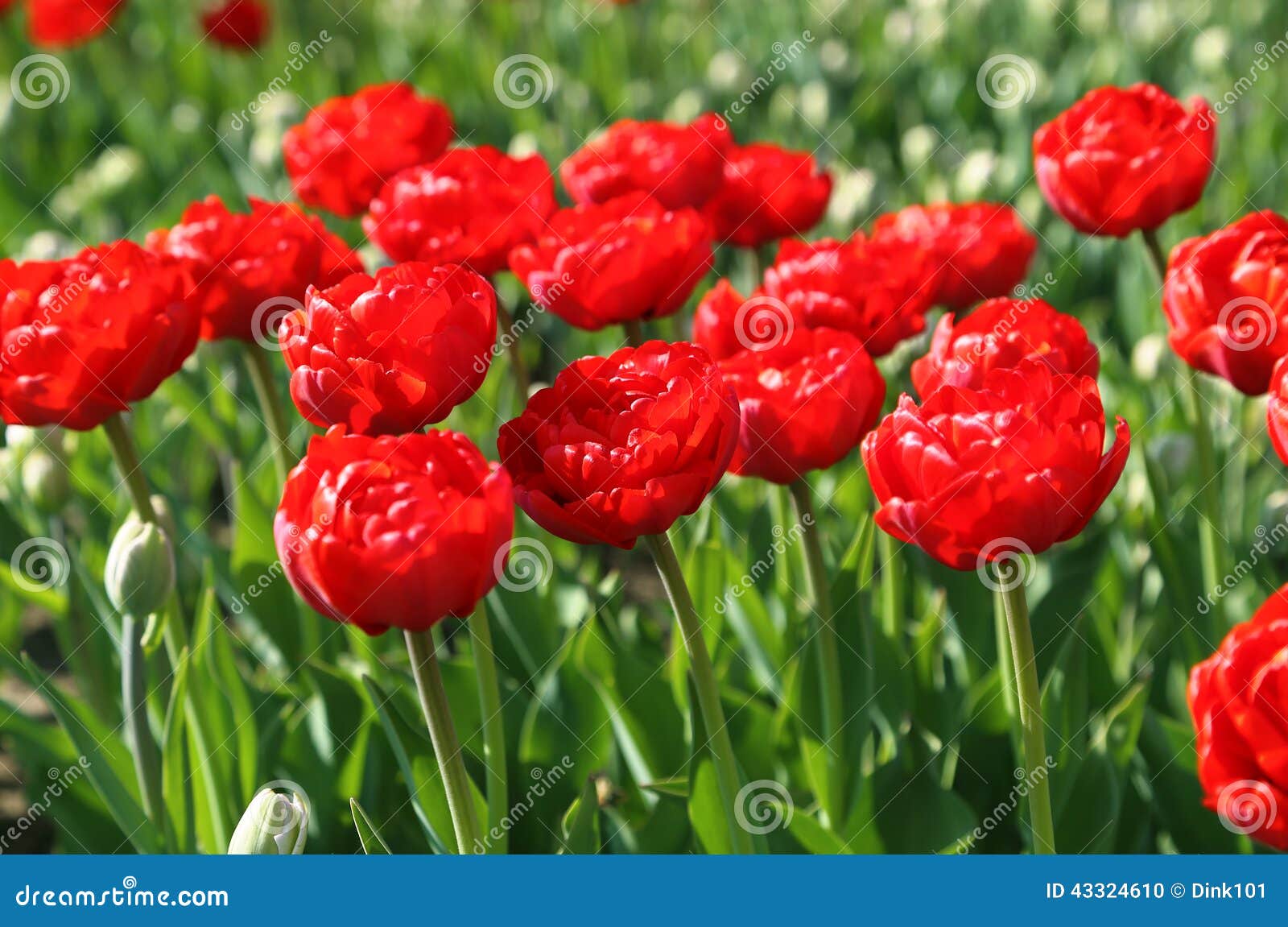 Beautiful red tulips stock photo. Image of blossom, light - 43324610