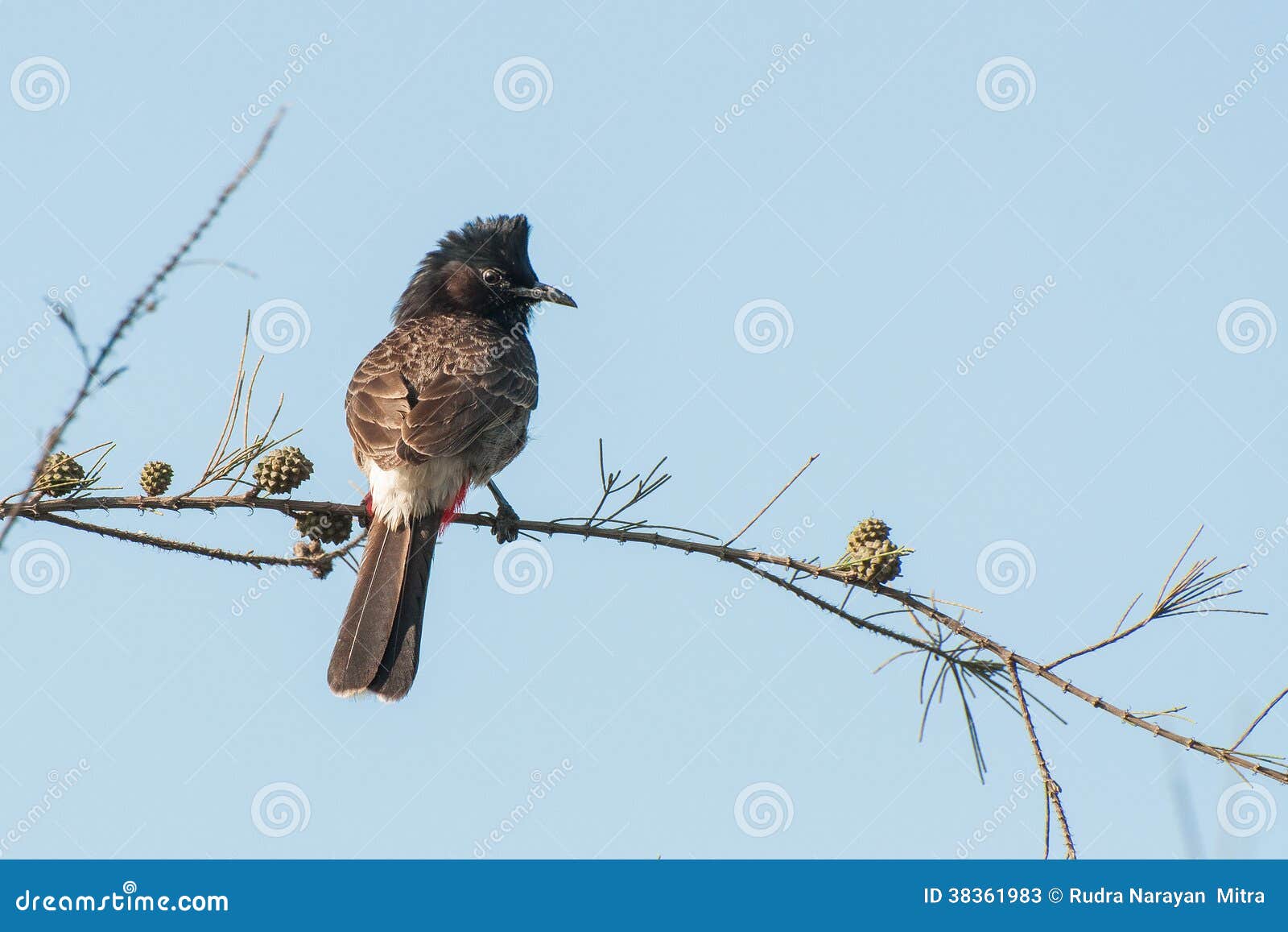 Beautiful Red Vented (Pycnonotus Cafer) Stock Image - Image of ...