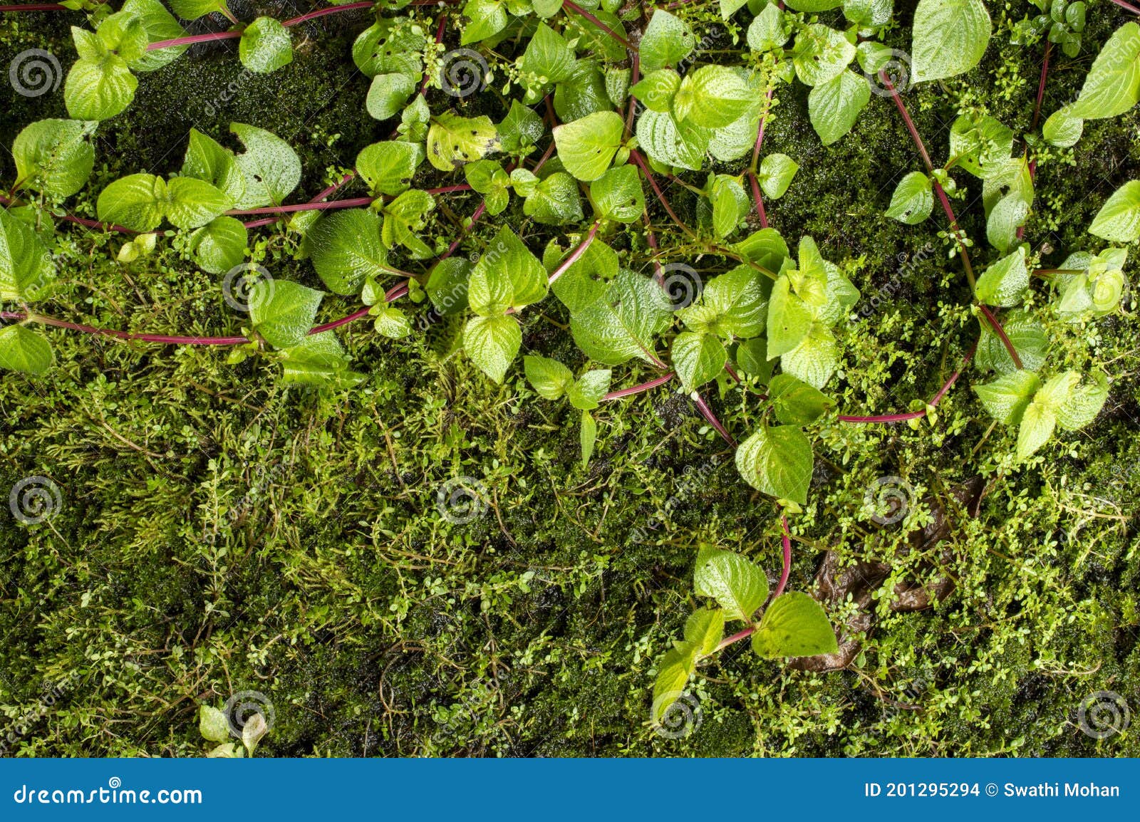 Beautiful Red Vine with Green Leaves on a Mossy Surface Stock Photo ...