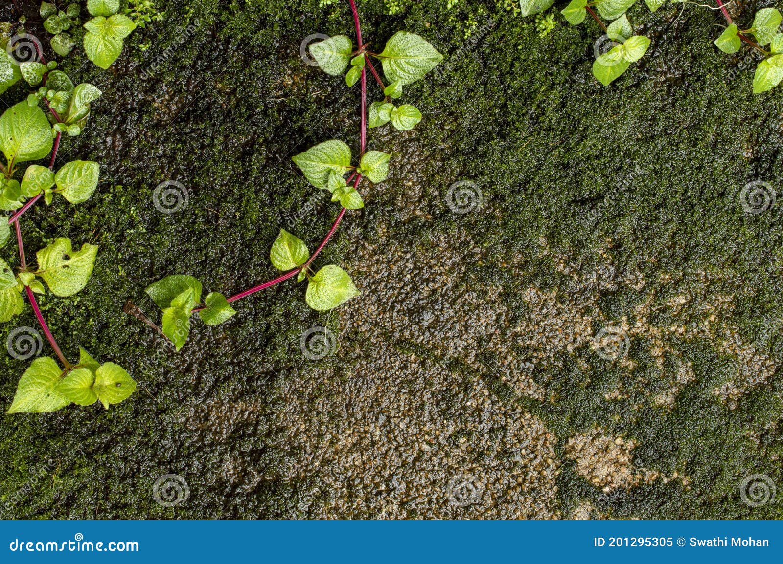 Beautiful Red Vine with Green Leaves on a Mossy Surface Stock Image ...