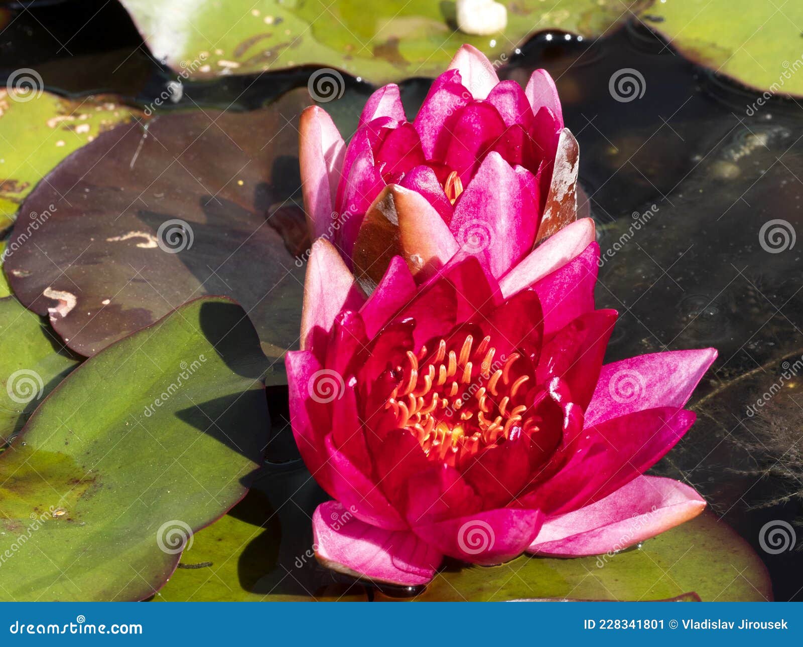 The Beautiful Red Water Lily Flower is Removed in the Water Stock Image ...