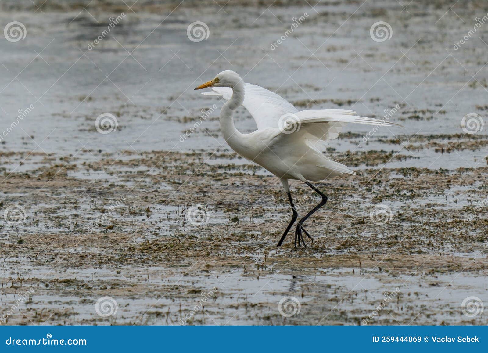 Vanellus indicus stock image. Image of fishing, eating - 259444069