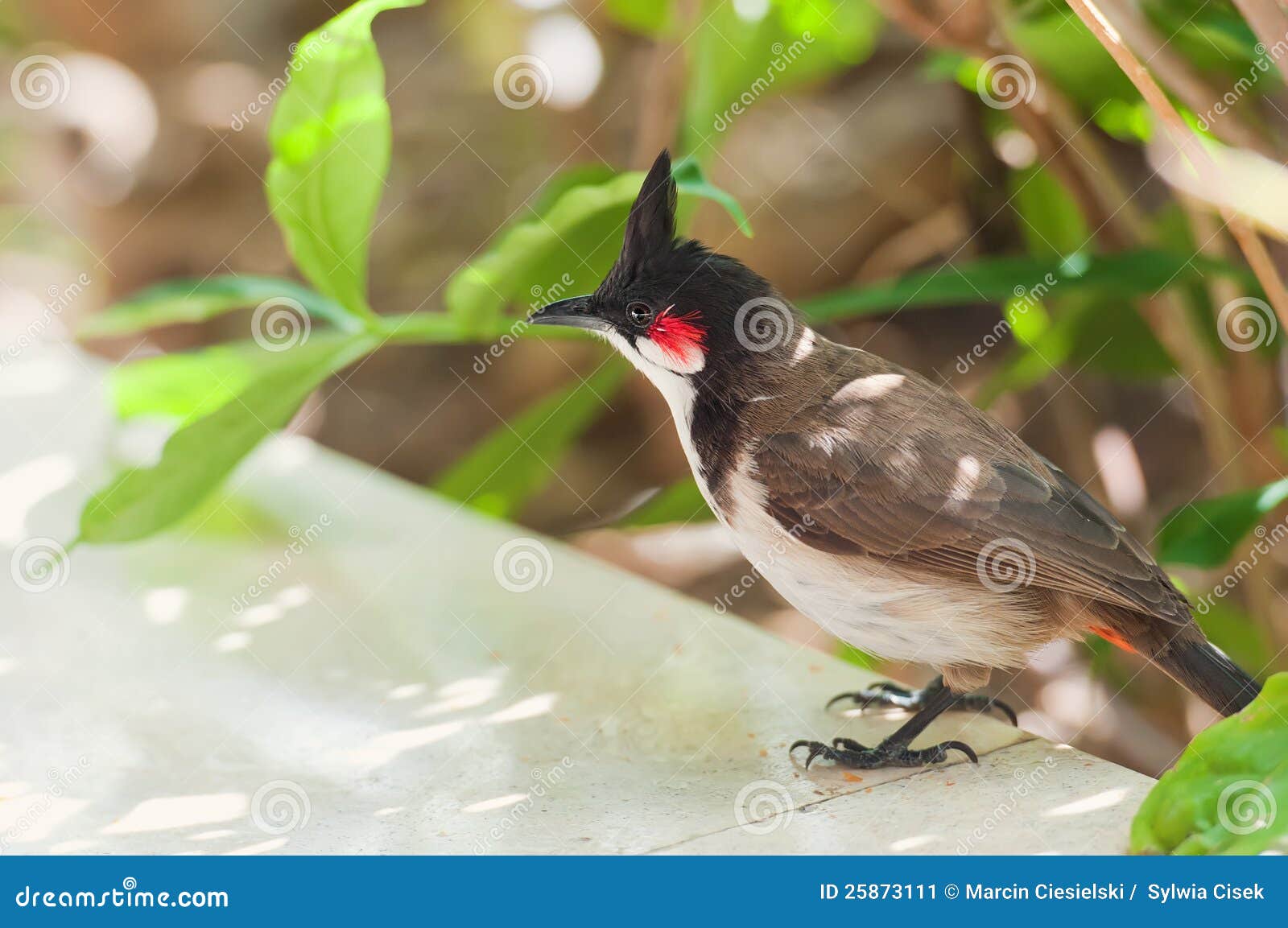 Beautiful Red-whiskered Bulbul Stock Image - Image of tropical ...
