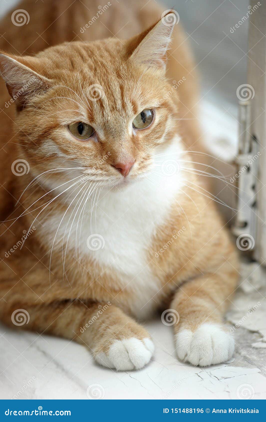 Beautiful Red and White Cat Portrait Stock Photo - Image of kitty, cute ...