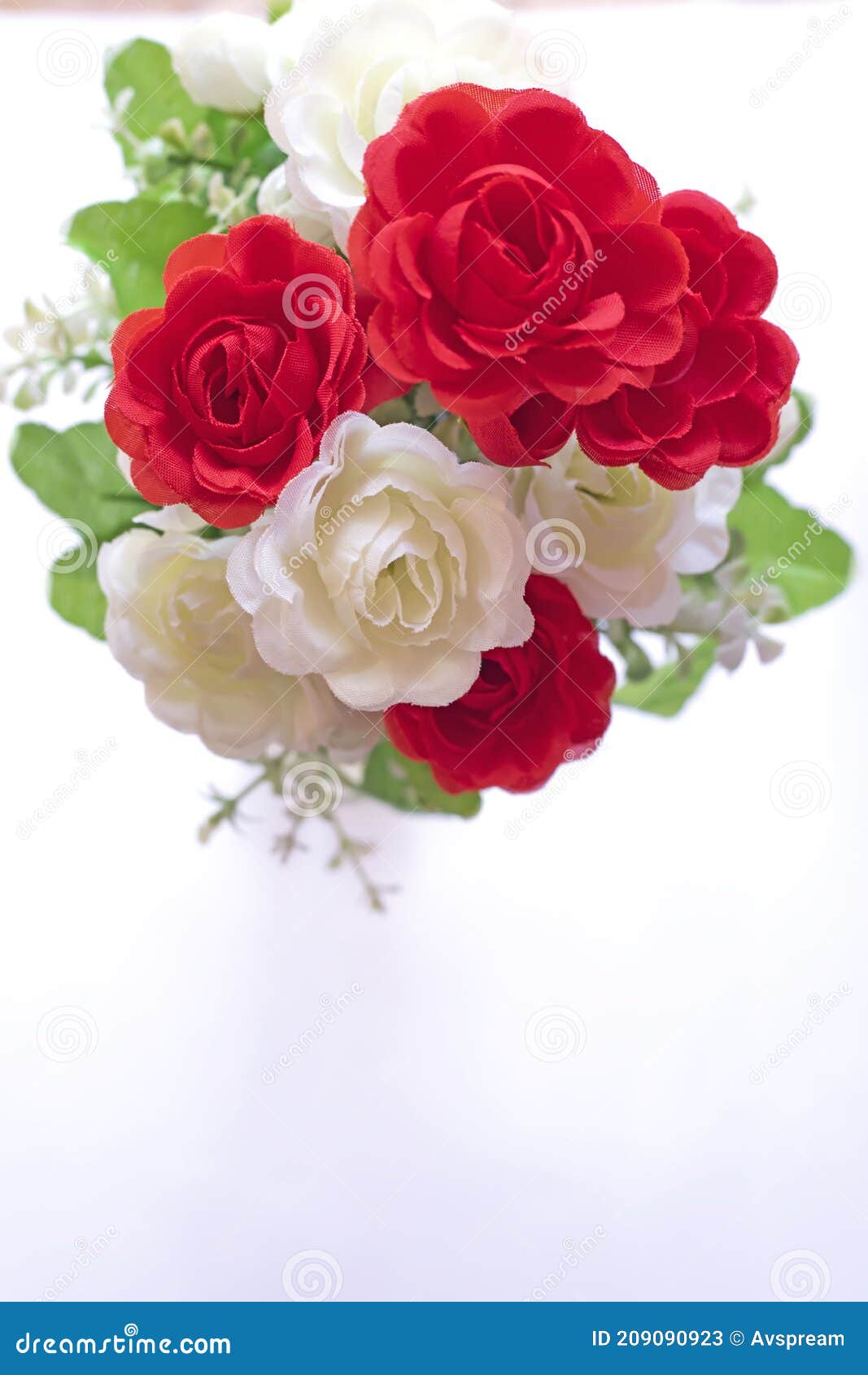 Beautiful Red and White Roses Isolated on White Stock Image - Image of ...