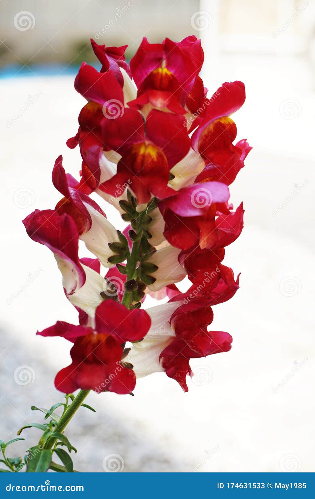 Beautiful Red and White Snapdragon in the Garden Stock Image - Image of ...
