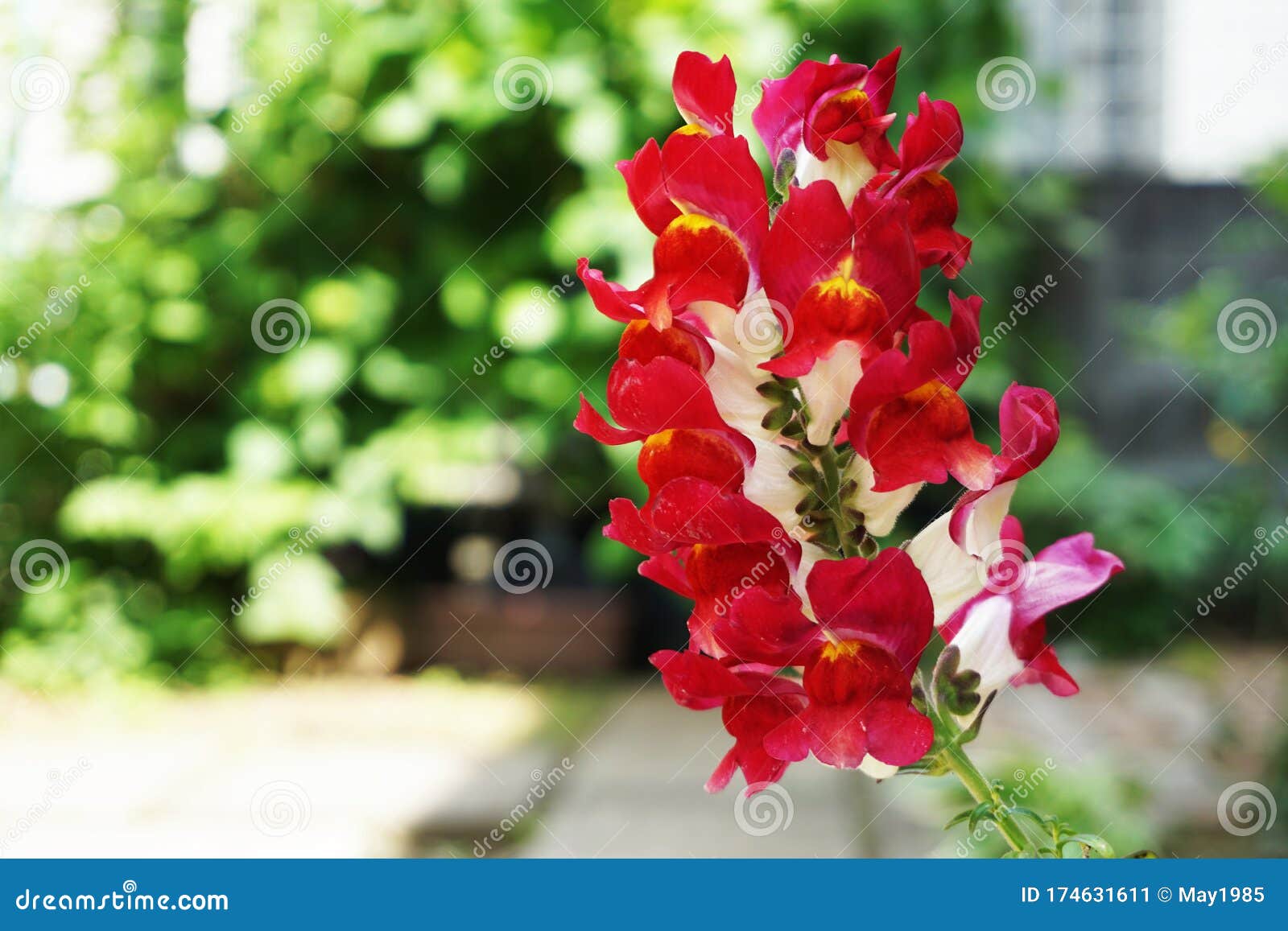 Beautiful Red and White Snapdragon in the Garden Stock Image - Image of ...