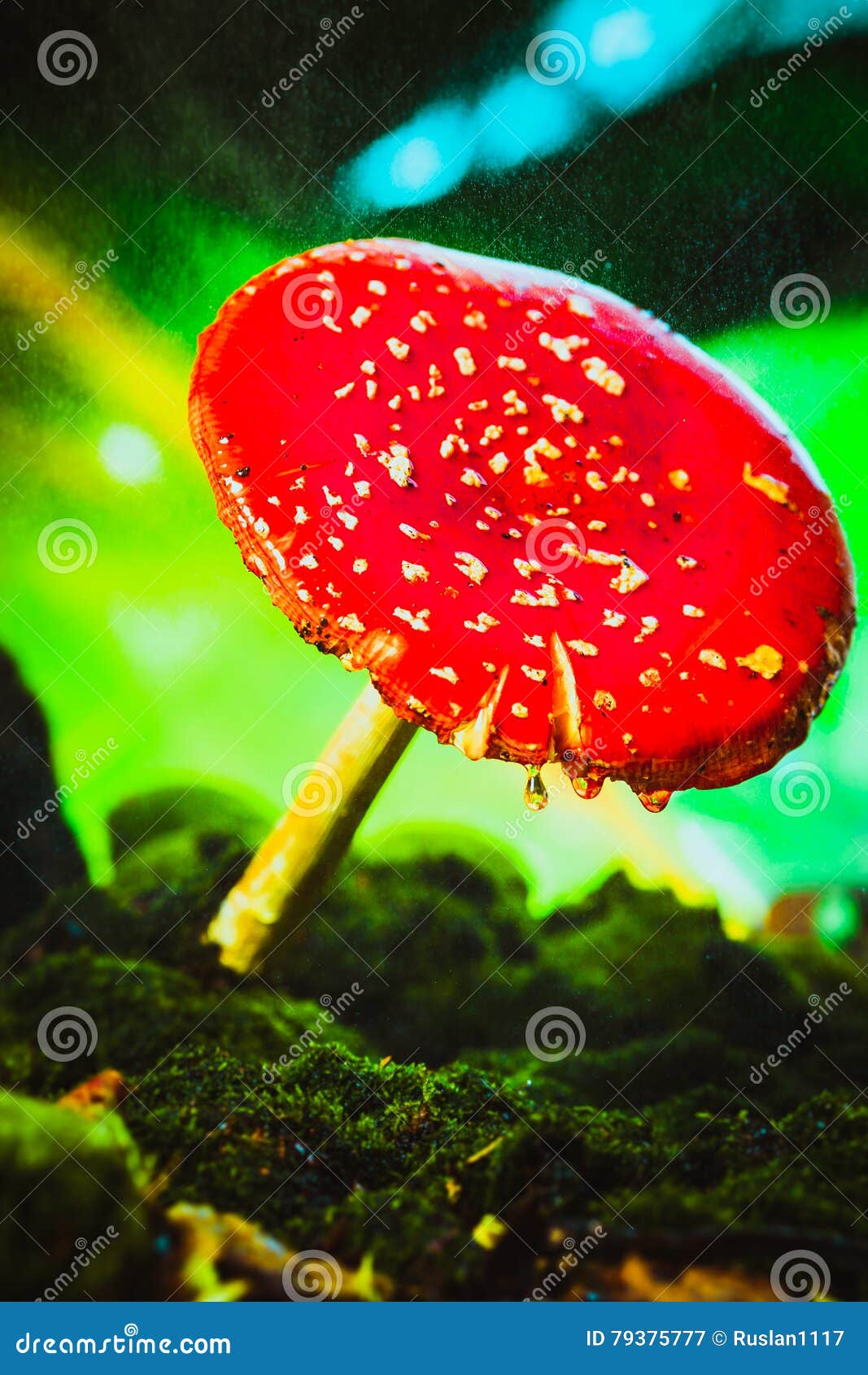 Beautiful Red with White Spots Mushroom on Moss Stock Image - Image of ...