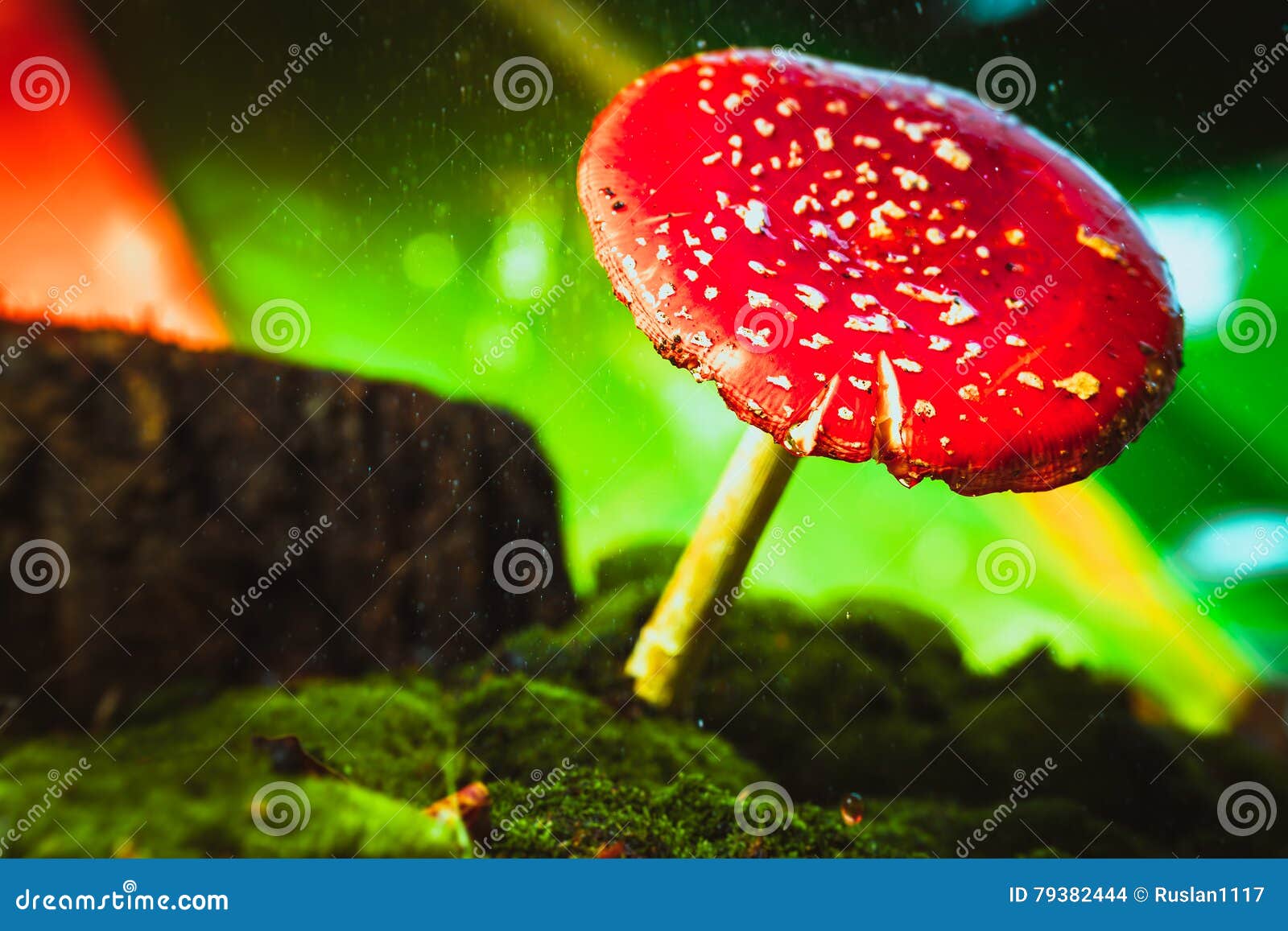 Beautiful Red with White Spots Mushroom on Moss Stock Photo - Image of ...