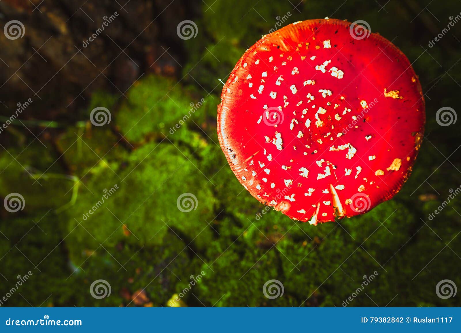 Beautiful Red with White Spots Mushroom on Moss Stock Photo - Image of ...