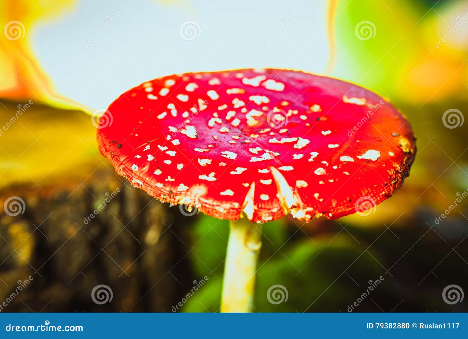 Beautiful Red with White Spots Mushroom on Moss Stock Photo - Image of ...
