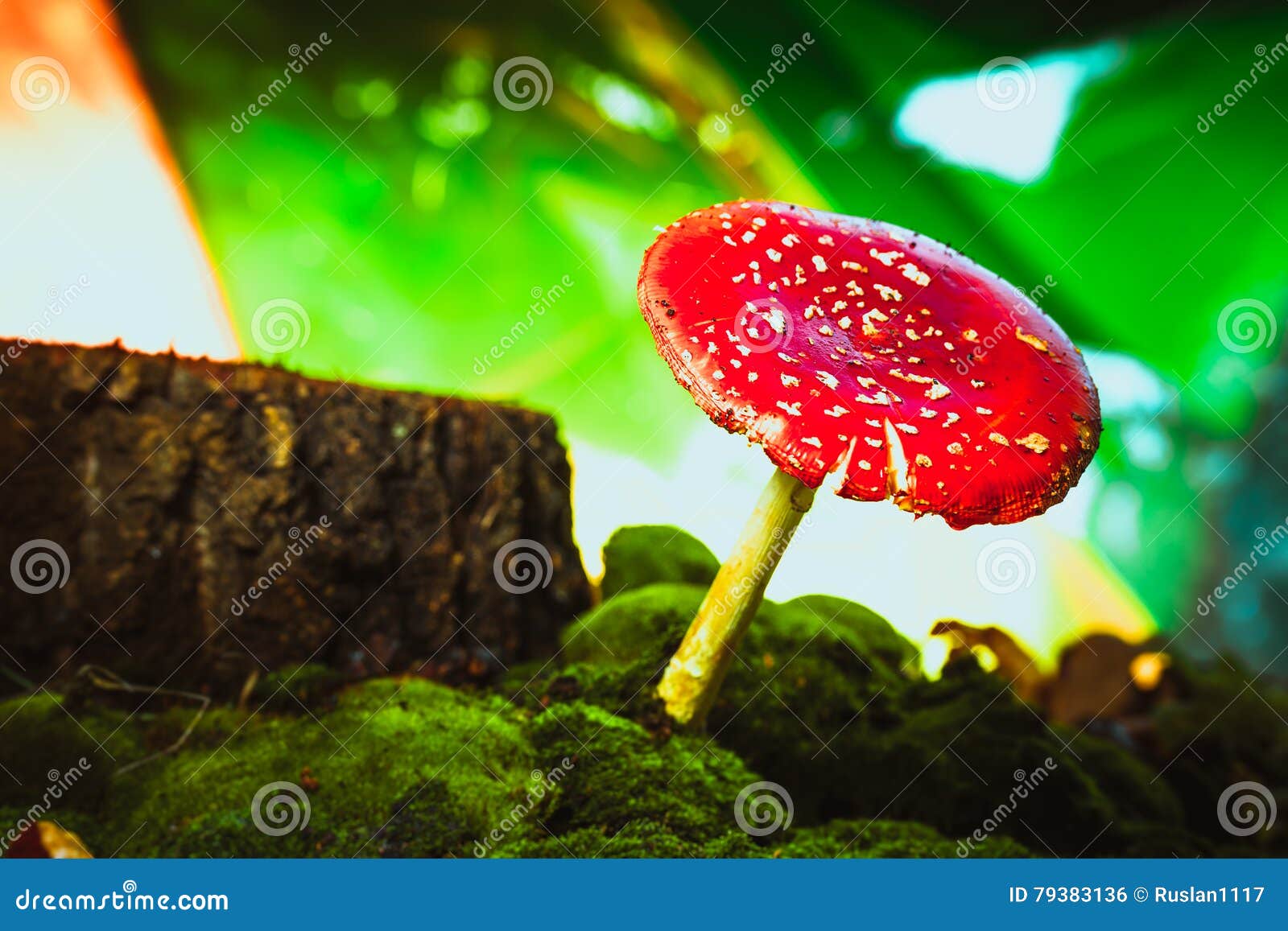 Beautiful Red with White Spots Mushroom on Moss Stock Photo - Image of ...