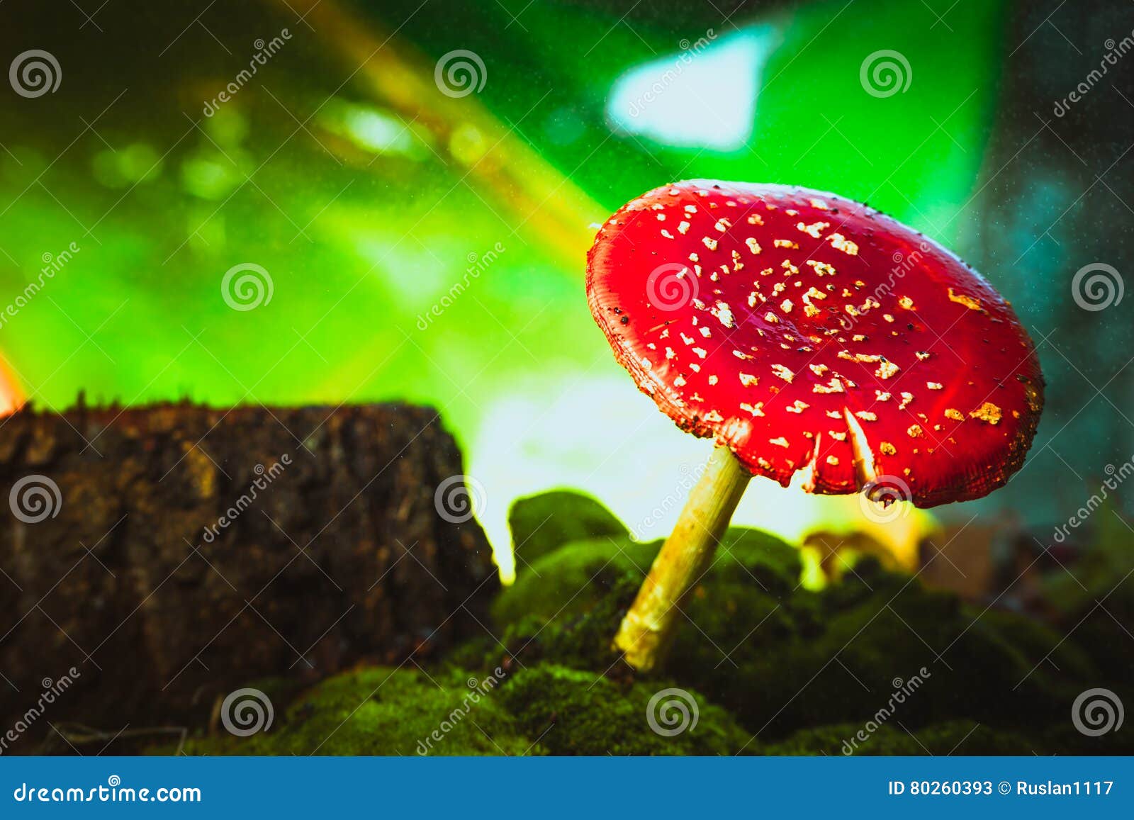 Beautiful Red with White Spots Mushroom on Moss Stock Image - Image of ...
