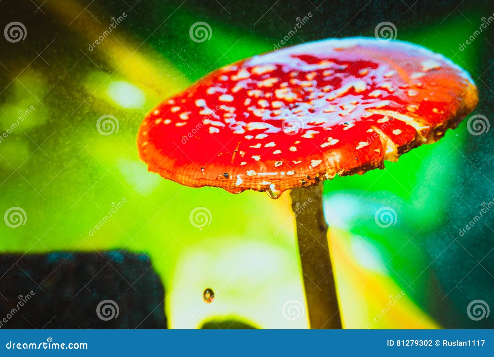 Beautiful Red with White Spots Mushroom on Moss Stock Photo - Image of ...