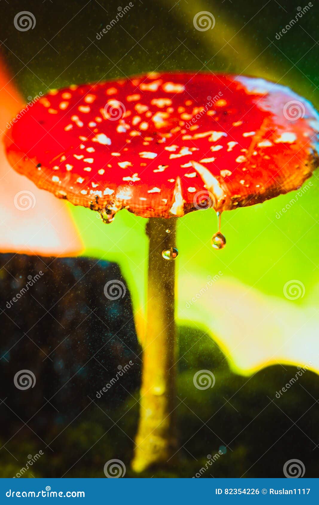 Beautiful Red with White Spots Mushroom on Moss Stock Photo - Image of ...
