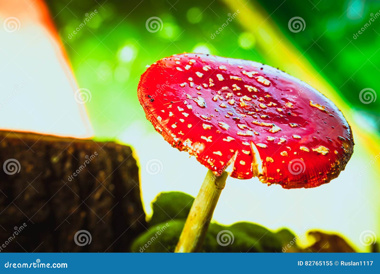 Beautiful Red with White Spots Mushroom on Moss Stock Image - Image of ...