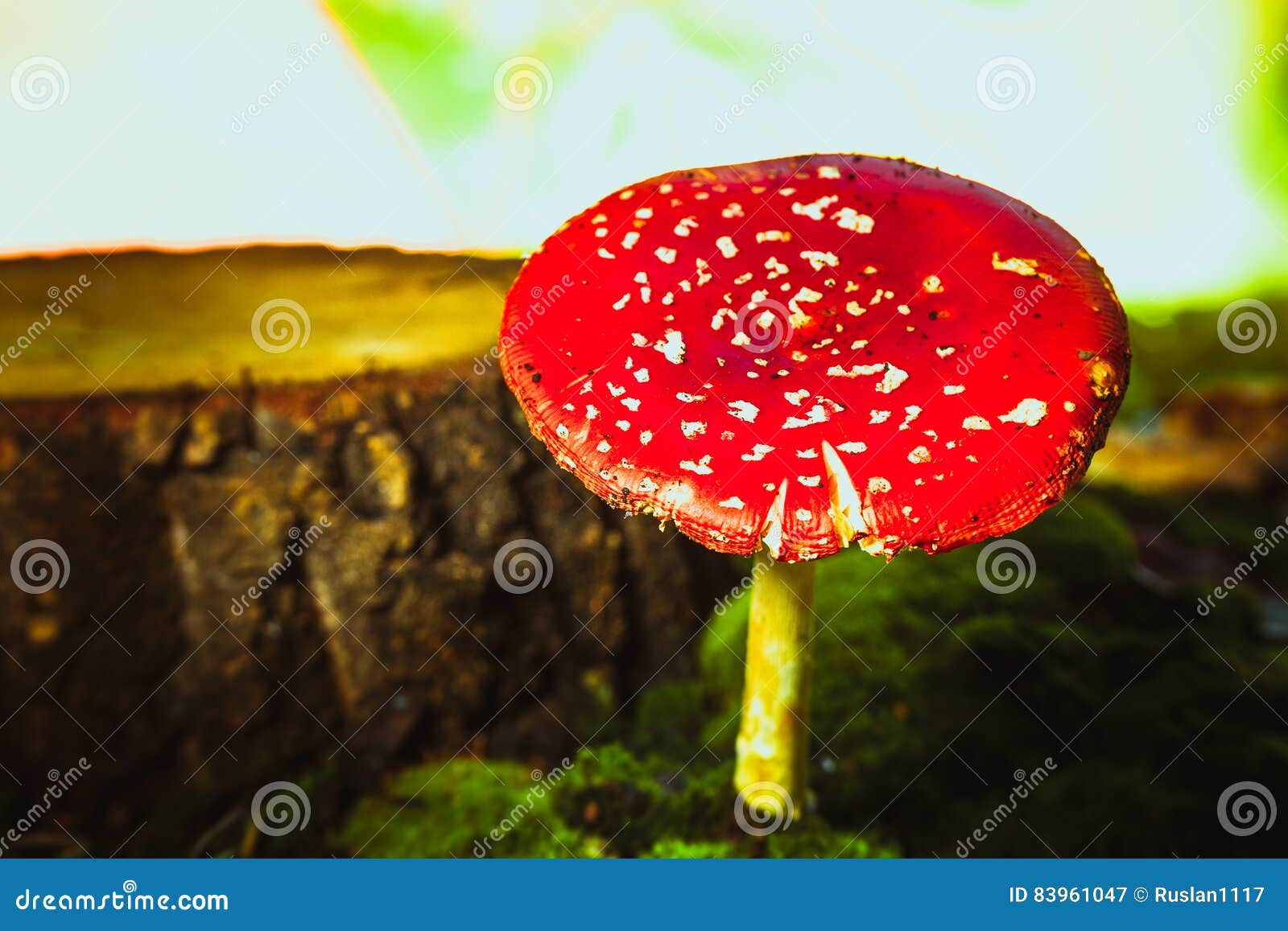 Beautiful Red with White Spots Mushroom on Moss Stock Image - Image of ...