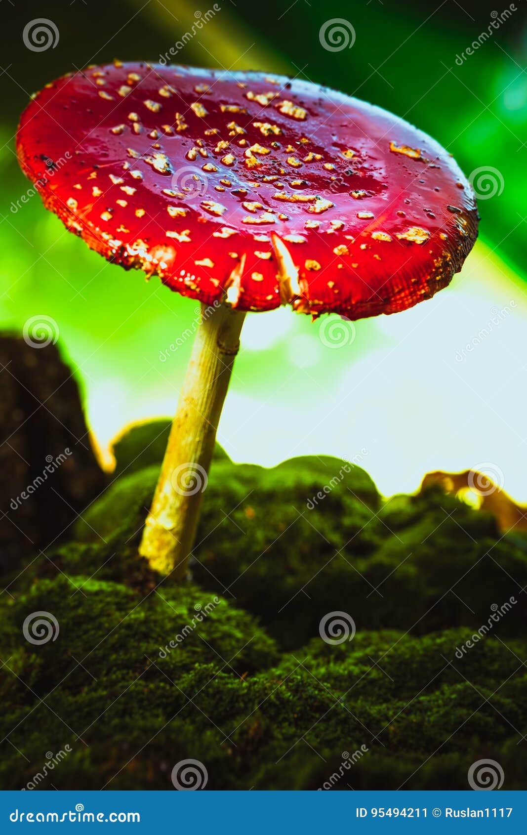 Beautiful Red with White Spots Mushroom on Moss Stock Image - Image of ...