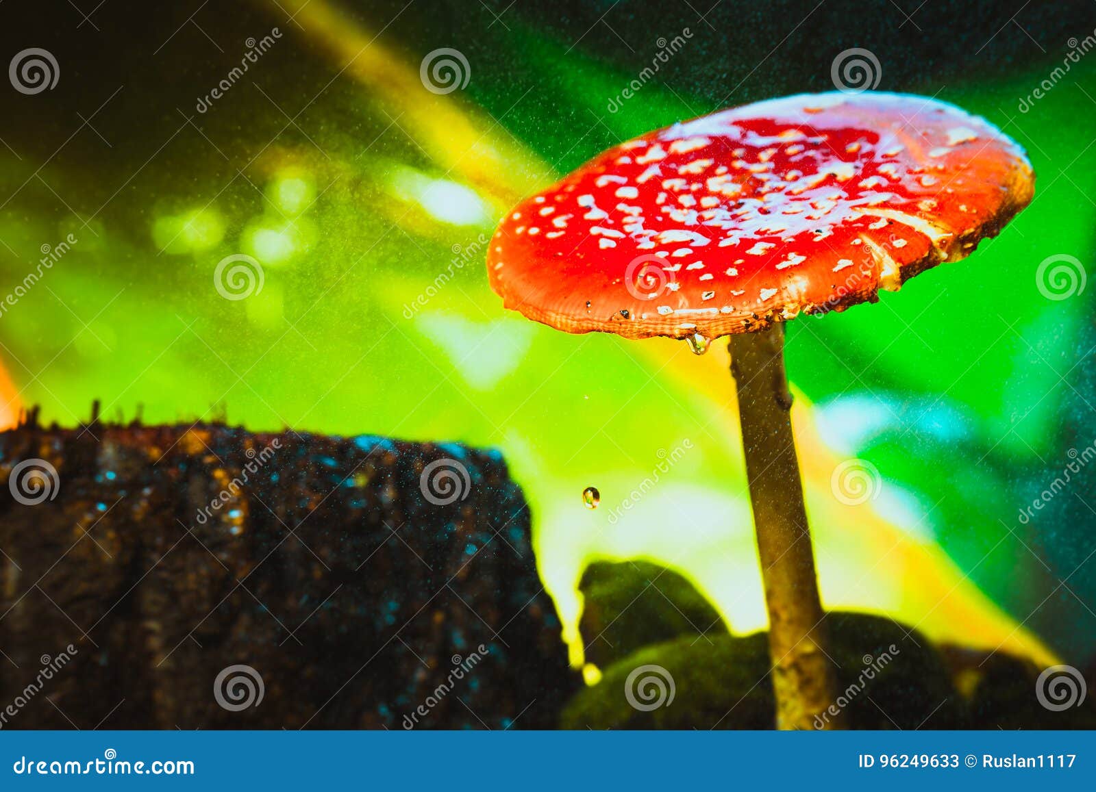 Beautiful Red with White Spots Mushroom on Moss Stock Image - Image of ...
