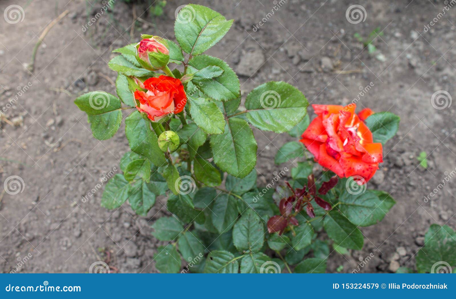 A Beautiful Red Wild Rose Growing in the Garden Stock Image - Image of ...