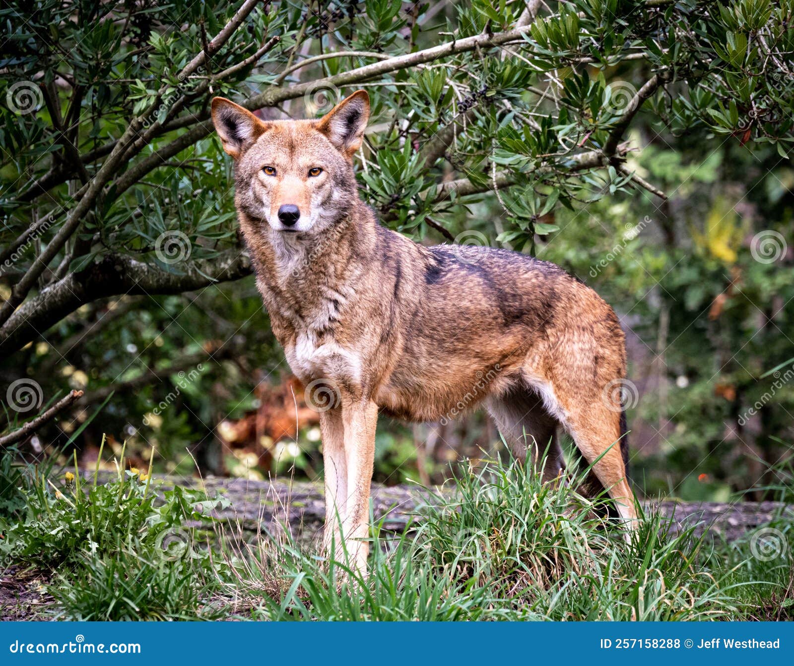 Beautiful Red Wolf Standing at Attention at Point Defiance Zoo Stock ...