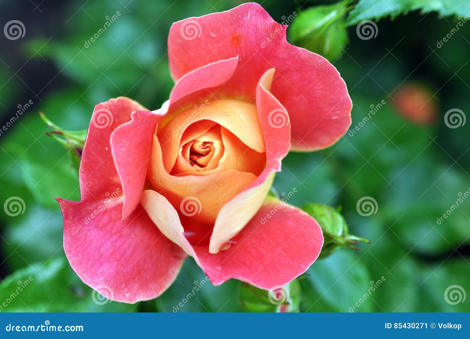 Beautiful Red and Yellow Rose Over Nature Stock Image - Image of nature ...