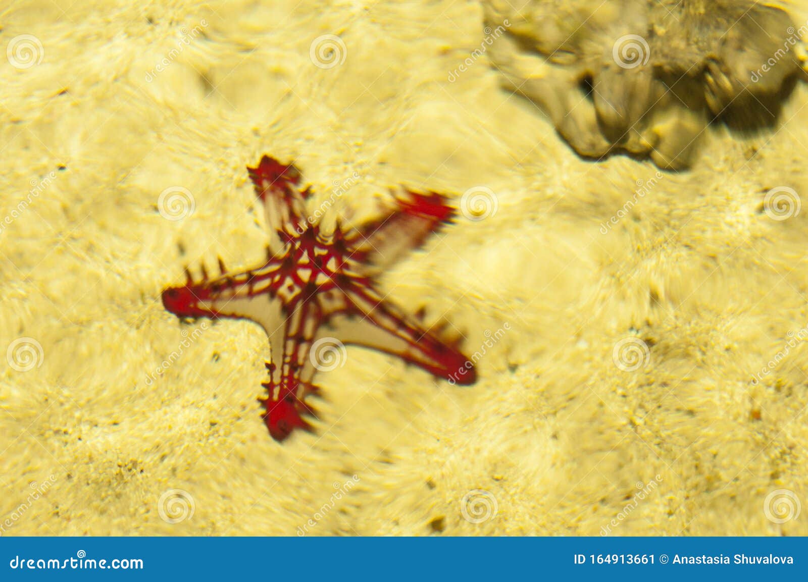 Beautiful Red and Yellow Starfish Underwater on a Sandy Bottom. Image ...