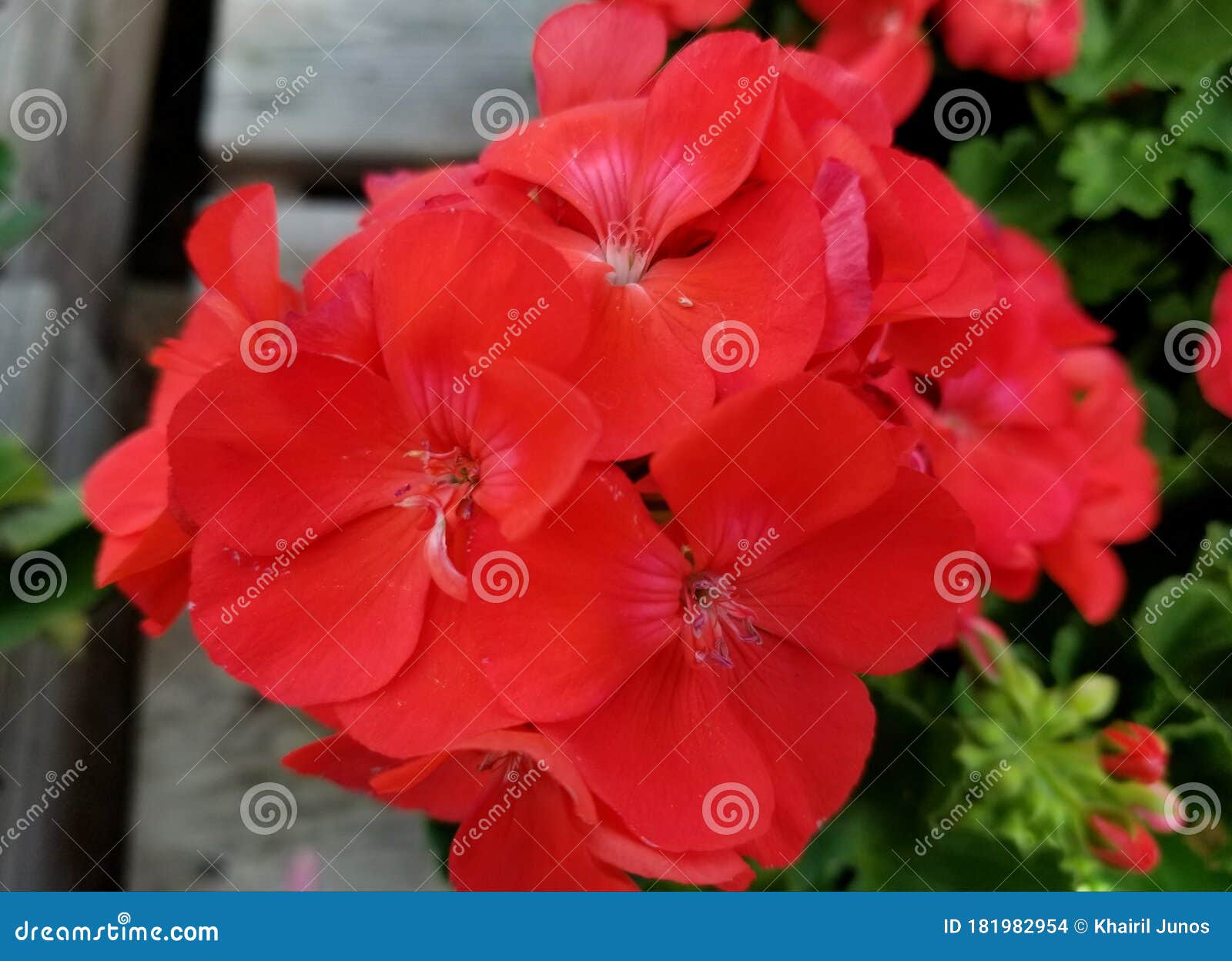 Beautiful Red Zonal Geranium American Coral Flowers Stock Photo - Image ...
