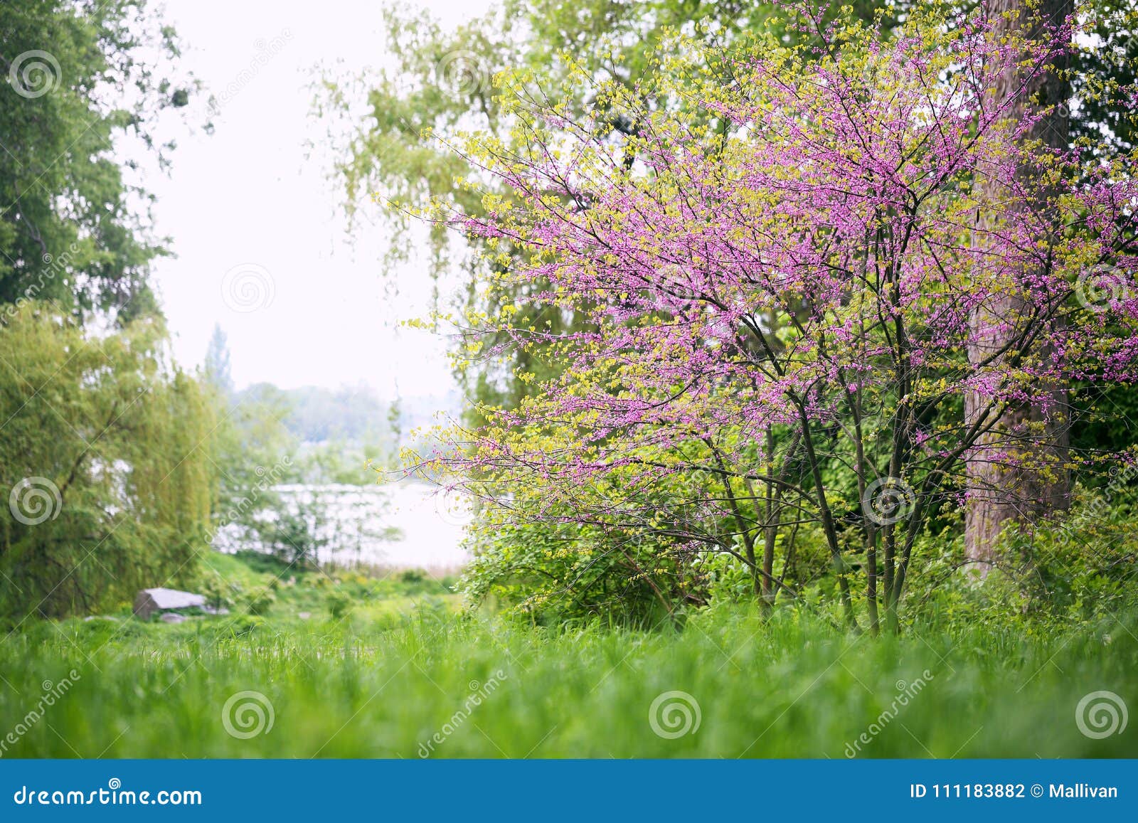 Beautiful Redbud Tree stock photo. Image of characteristic - 111183882