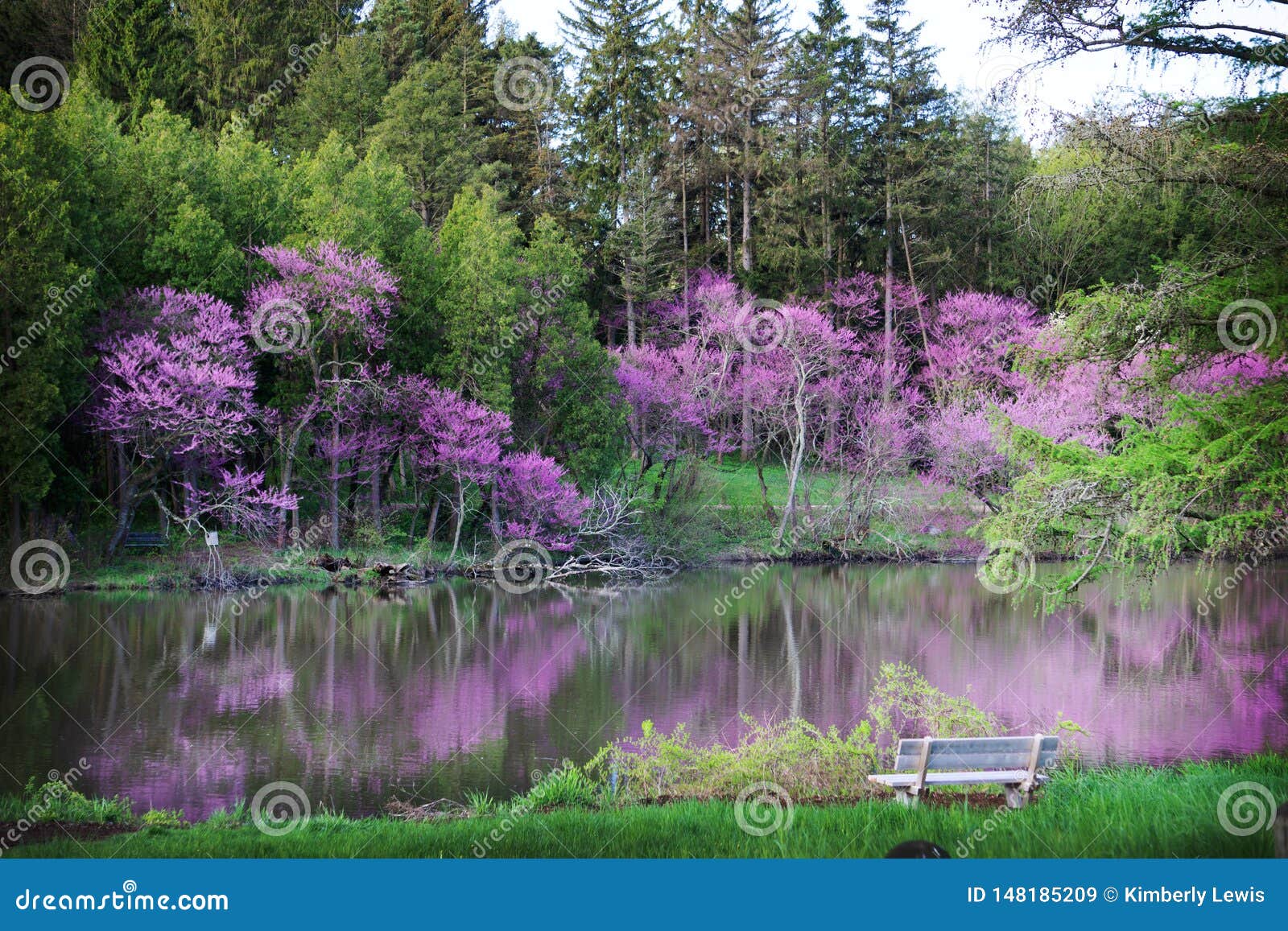 Beautiful Redbuds Blooming in the Spring at the Morton Arboretum in ...