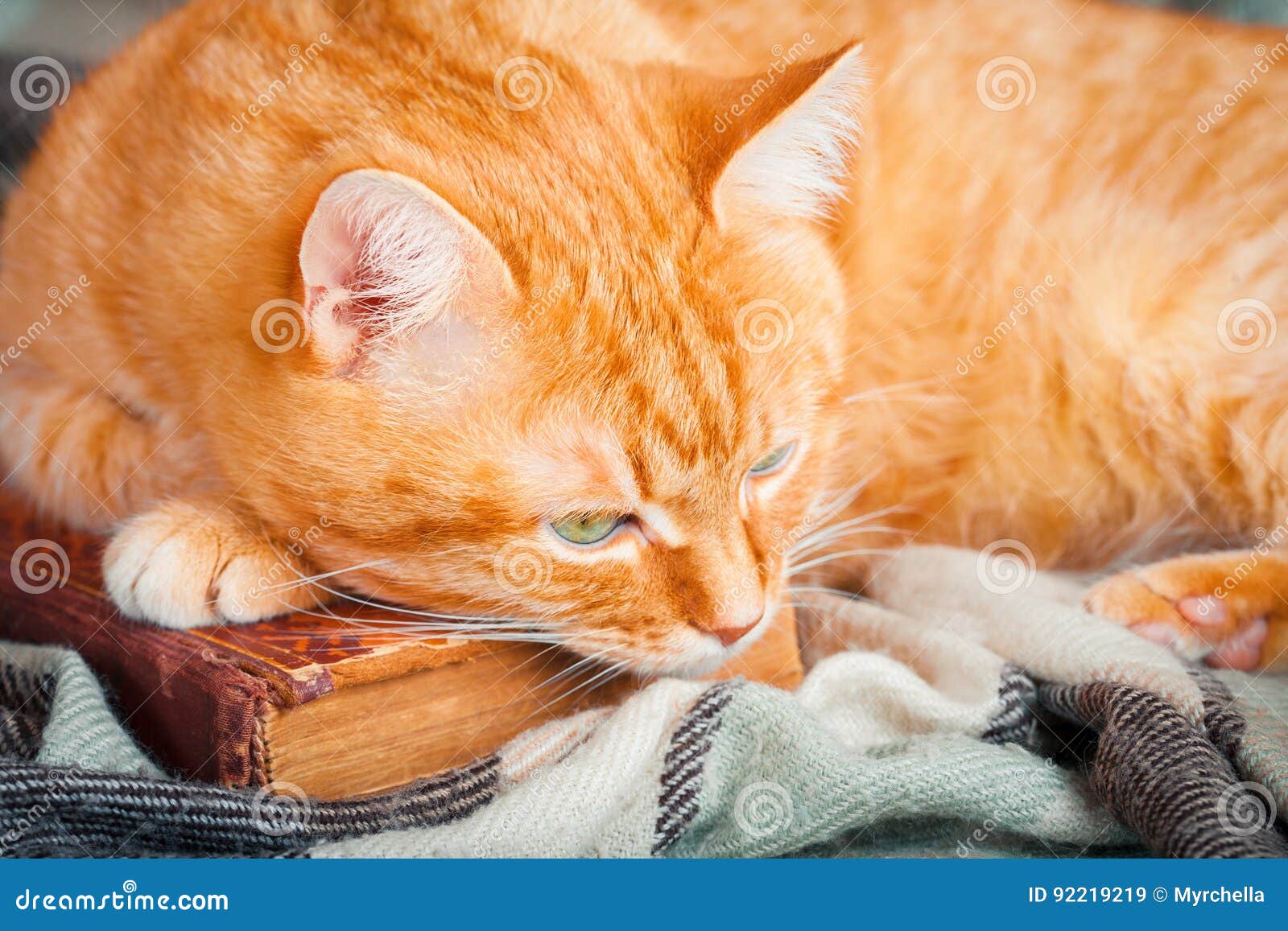 A Beautiful Redcat Lying on an Old Book. Stock Image - Image of ...