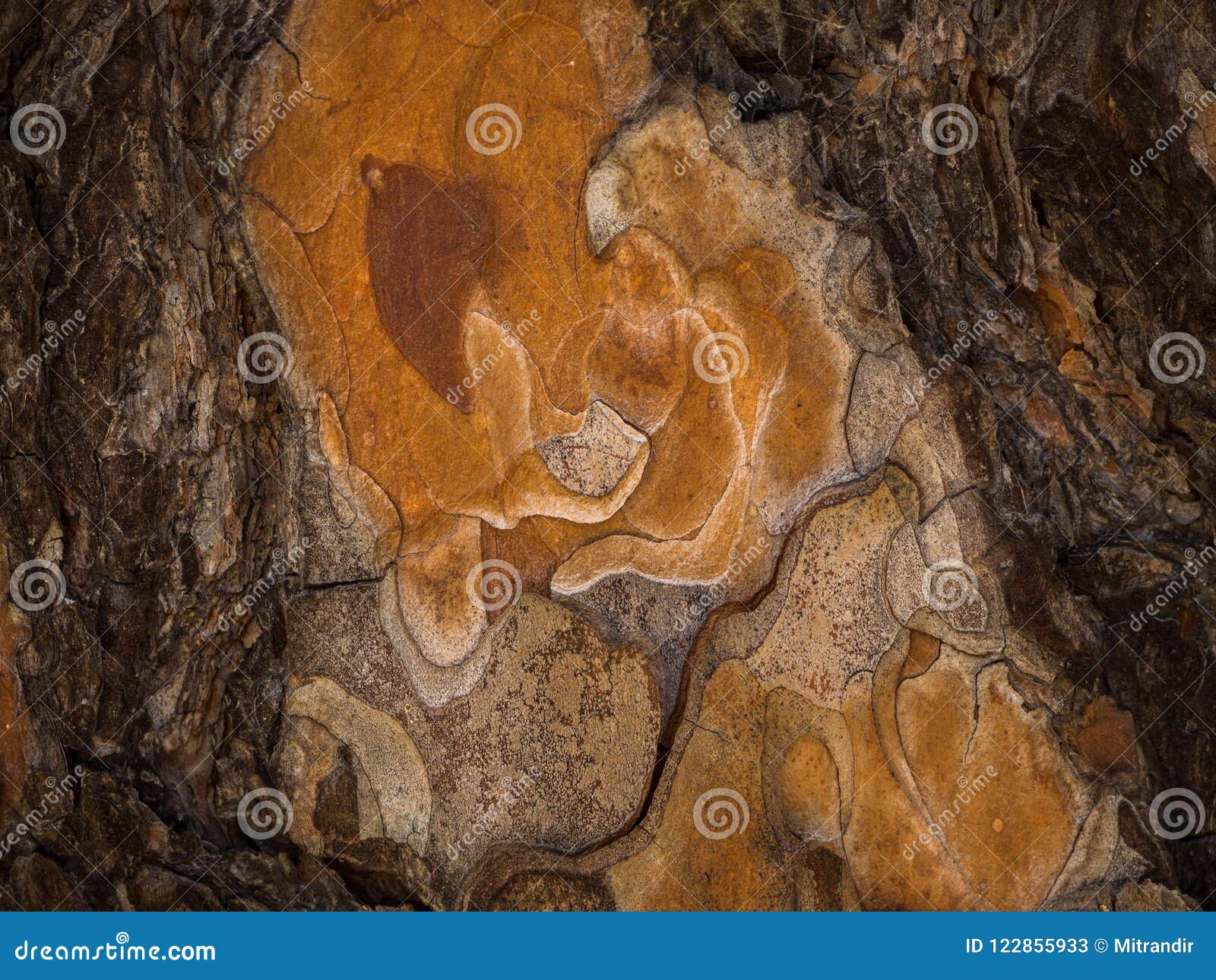 Beautiful Reddish Tree Bark Texture Stock Image - Image of surface ...