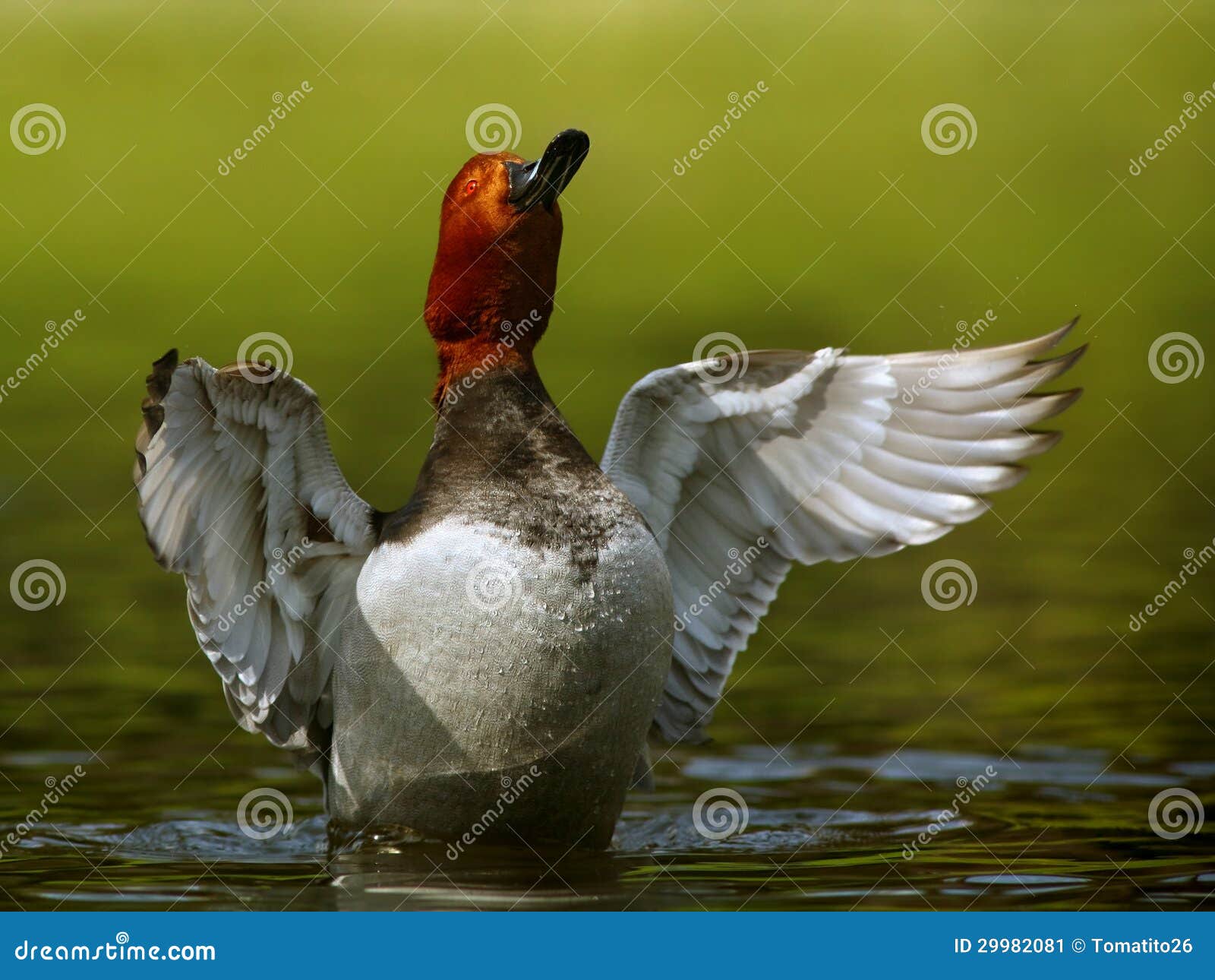 Female Redhead Duck Wing