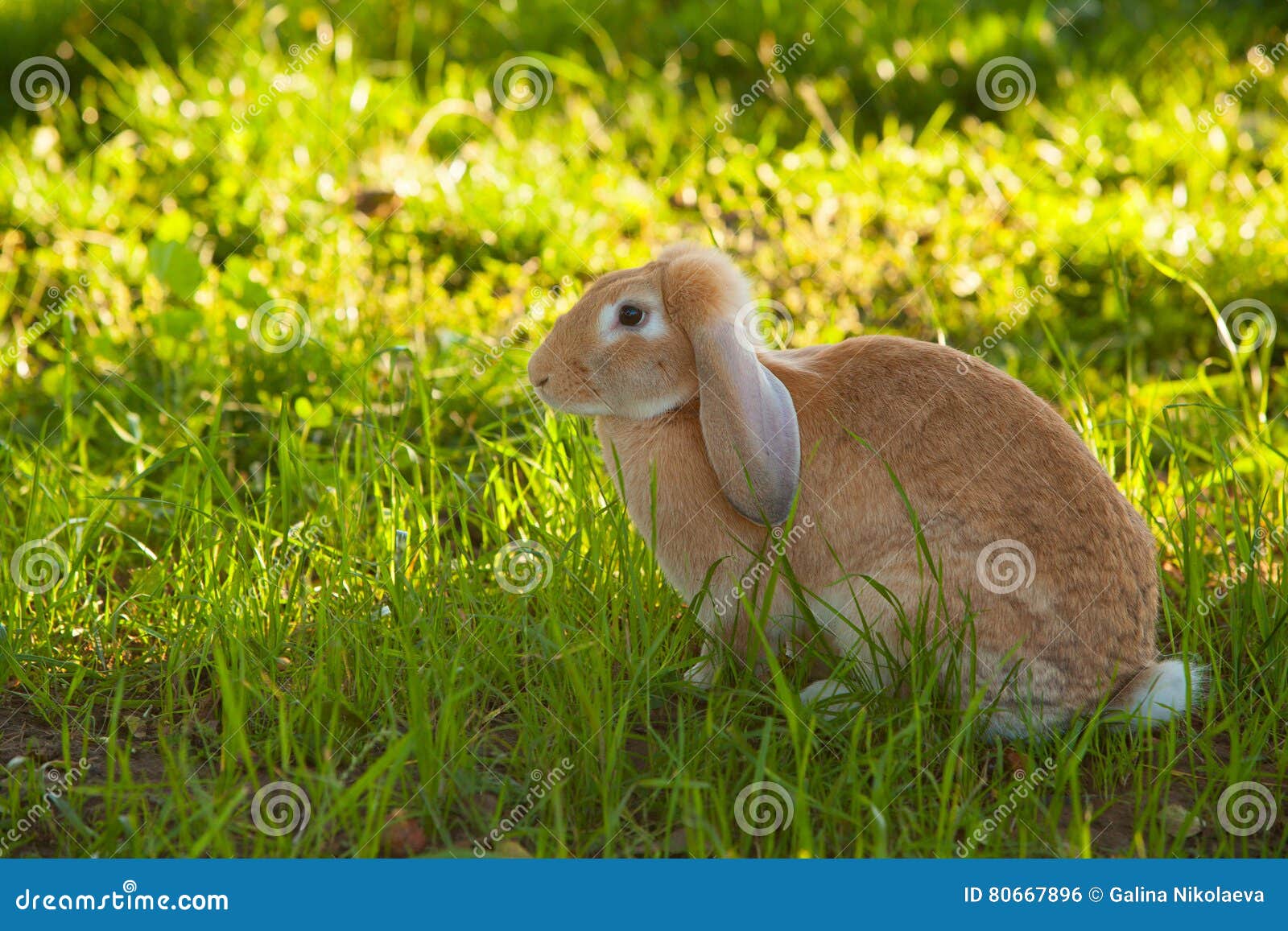 Beautiful redhead rabbit stock photo. Image of grass - 80667896