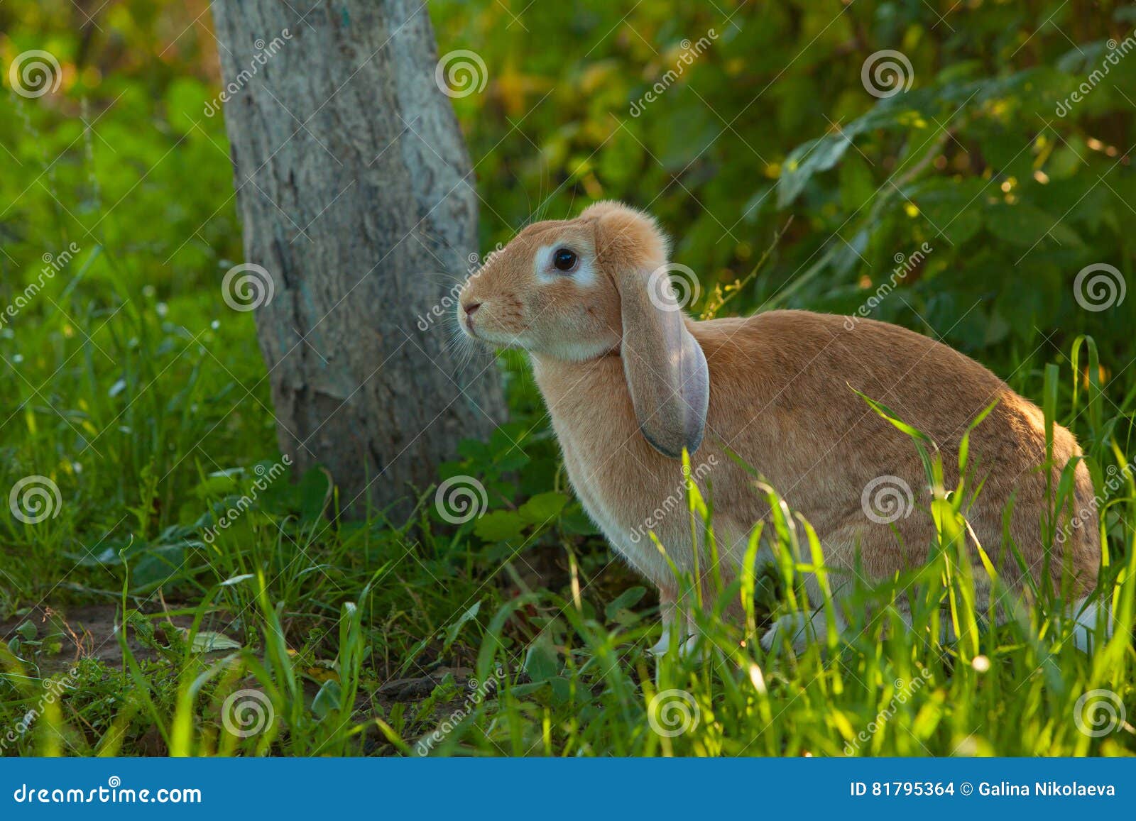 Beautiful redhead rabbit stock photo. Image of grass - 81795364
