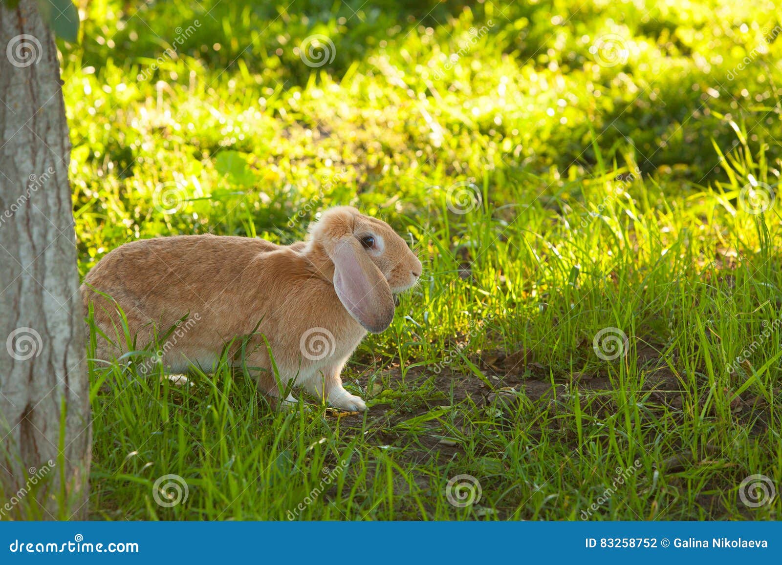 Beautiful redhead rabbit stock photo. Image of rodent - 83258752