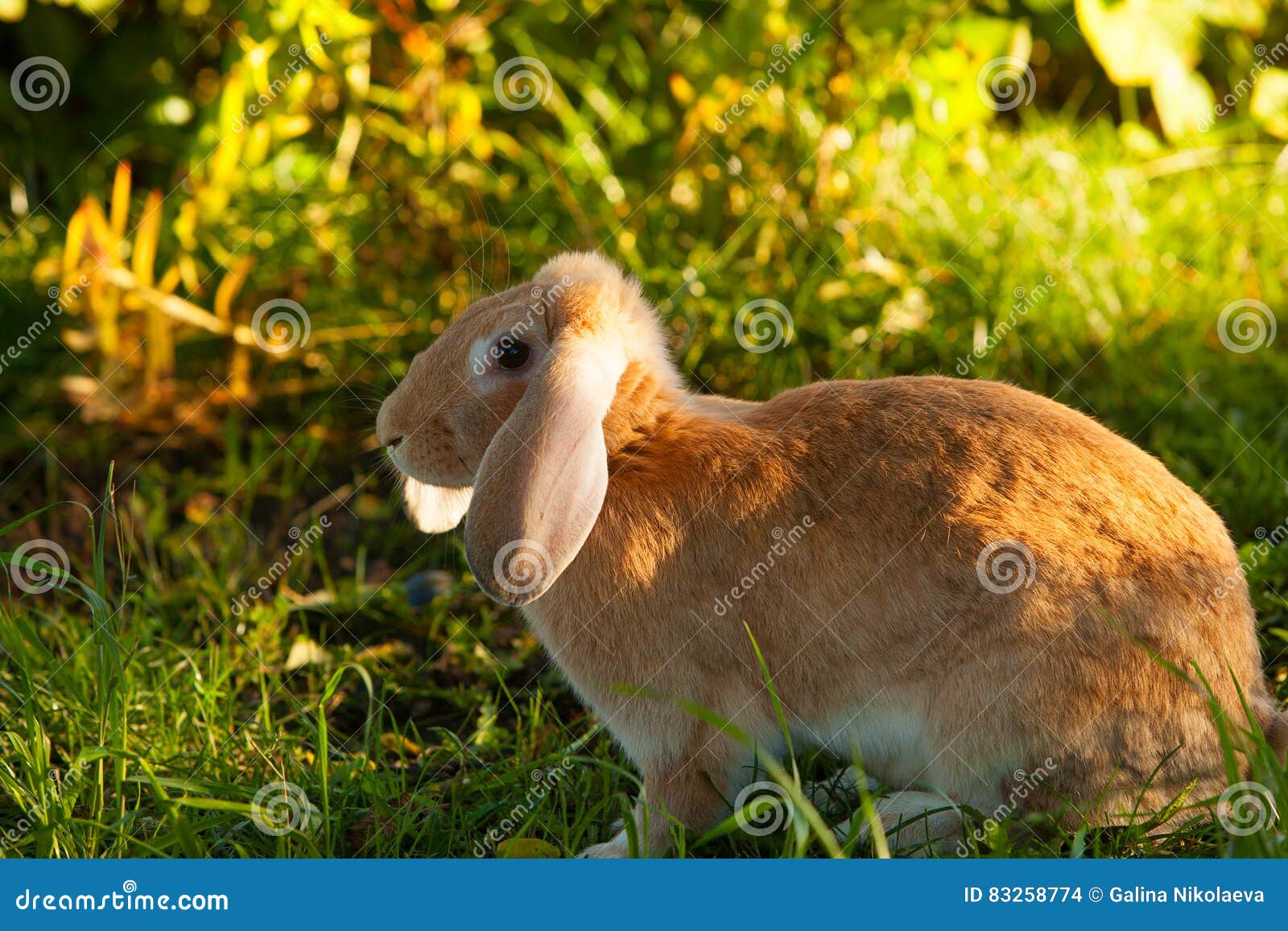 Beautiful redhead rabbit stock photo. Image of lawn, rodent - 83258774