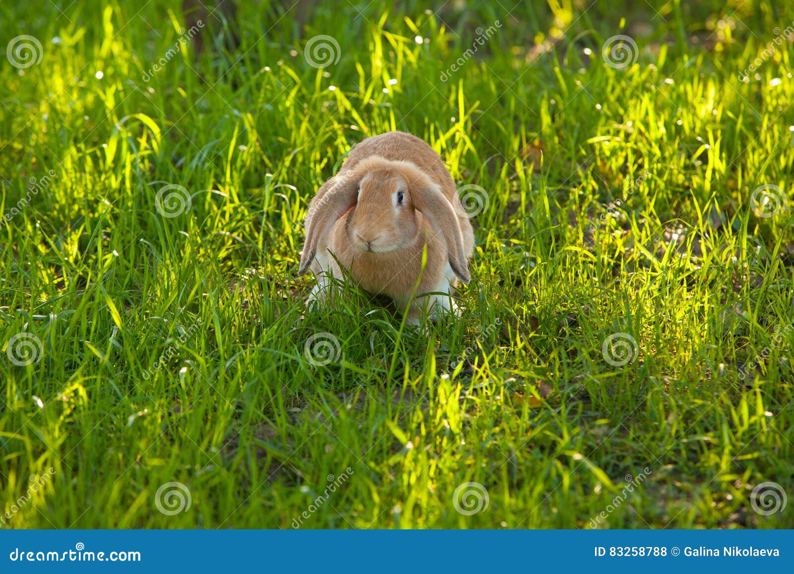 Beautiful redhead rabbit stock photo. Image of long, large - 83258788