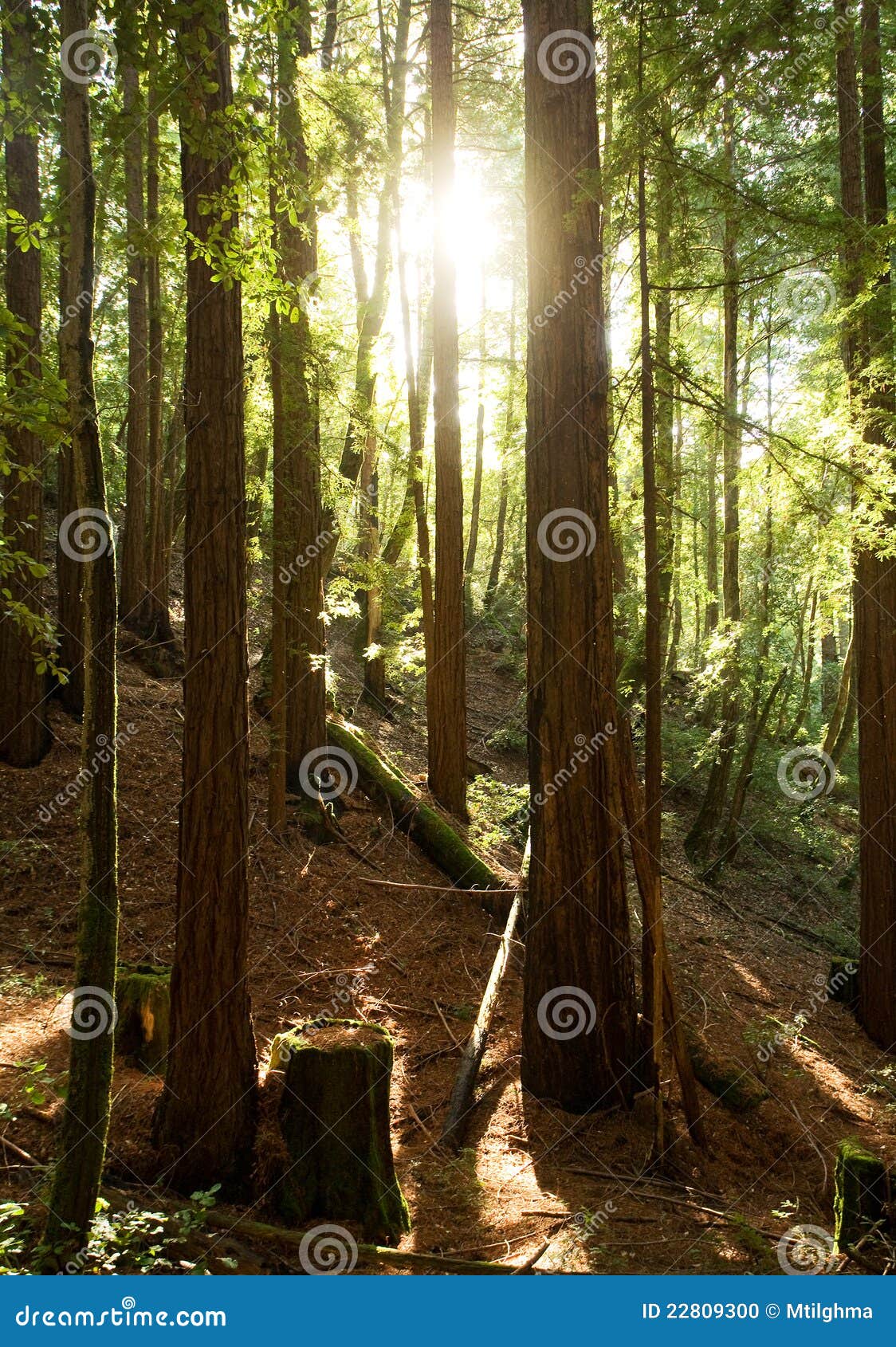 Beautiful Redwood Forest stock photo. Image of nature - 22809300